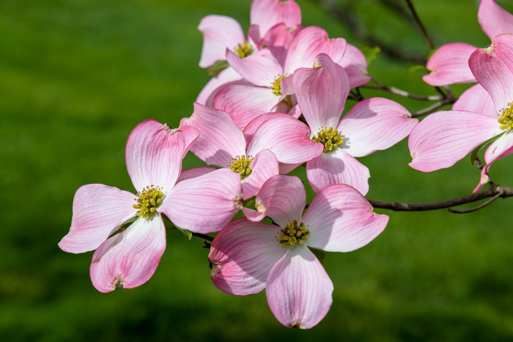 Stunning Dogwood Tree Small Images