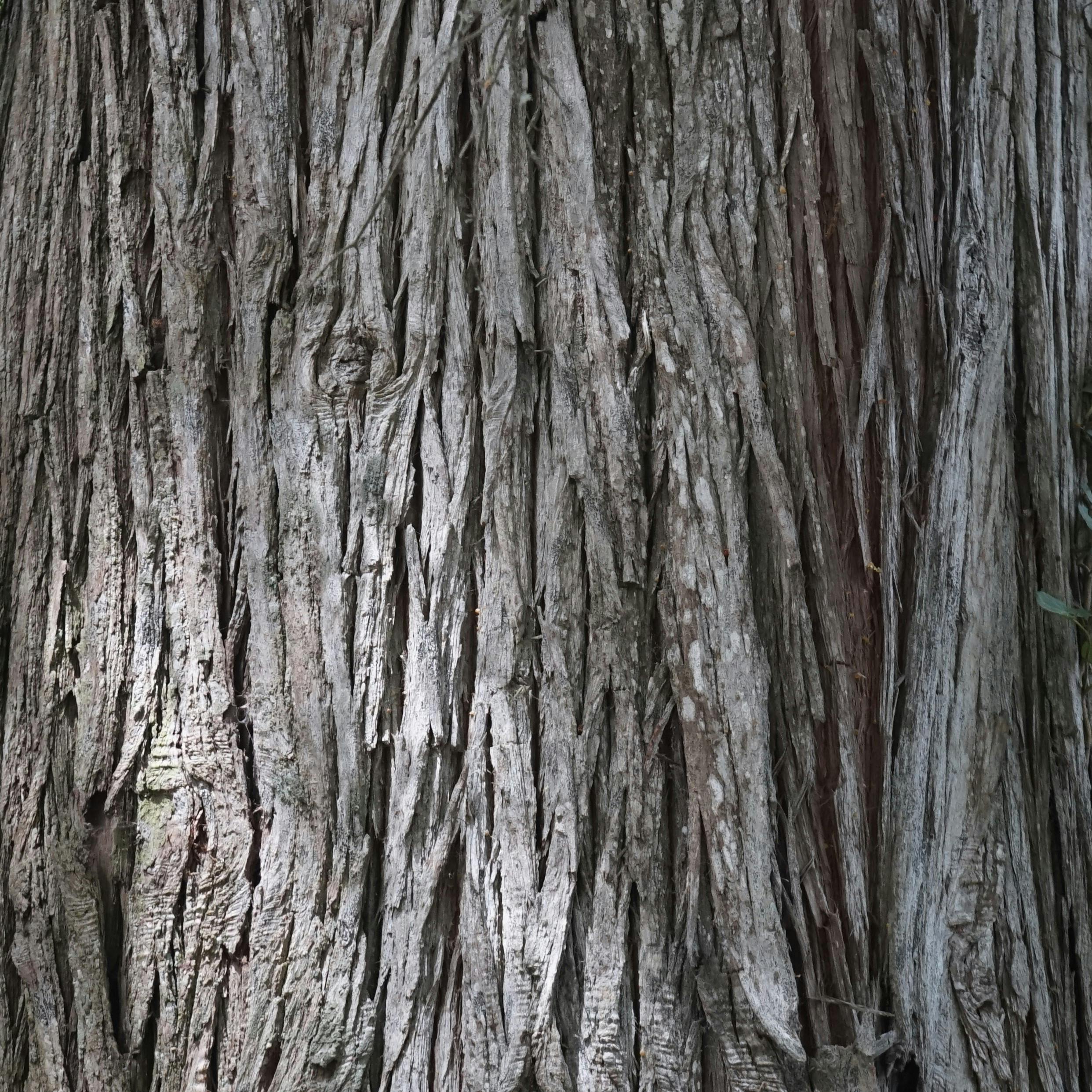 Brown Tree · Free Stock Photo