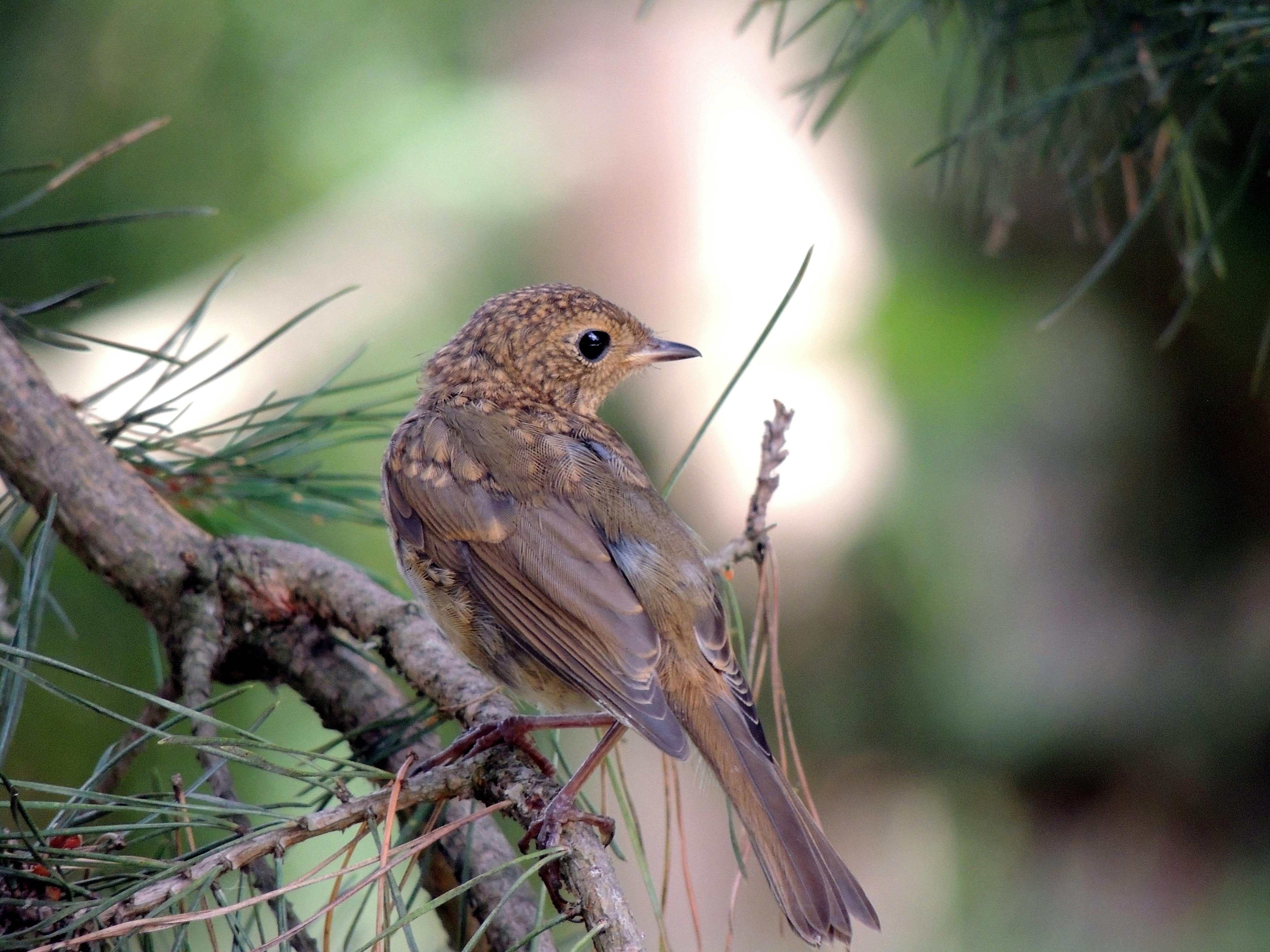 Rufous Treepie Photos, Download Free Rufous Treepie Stock Photos & HD ...