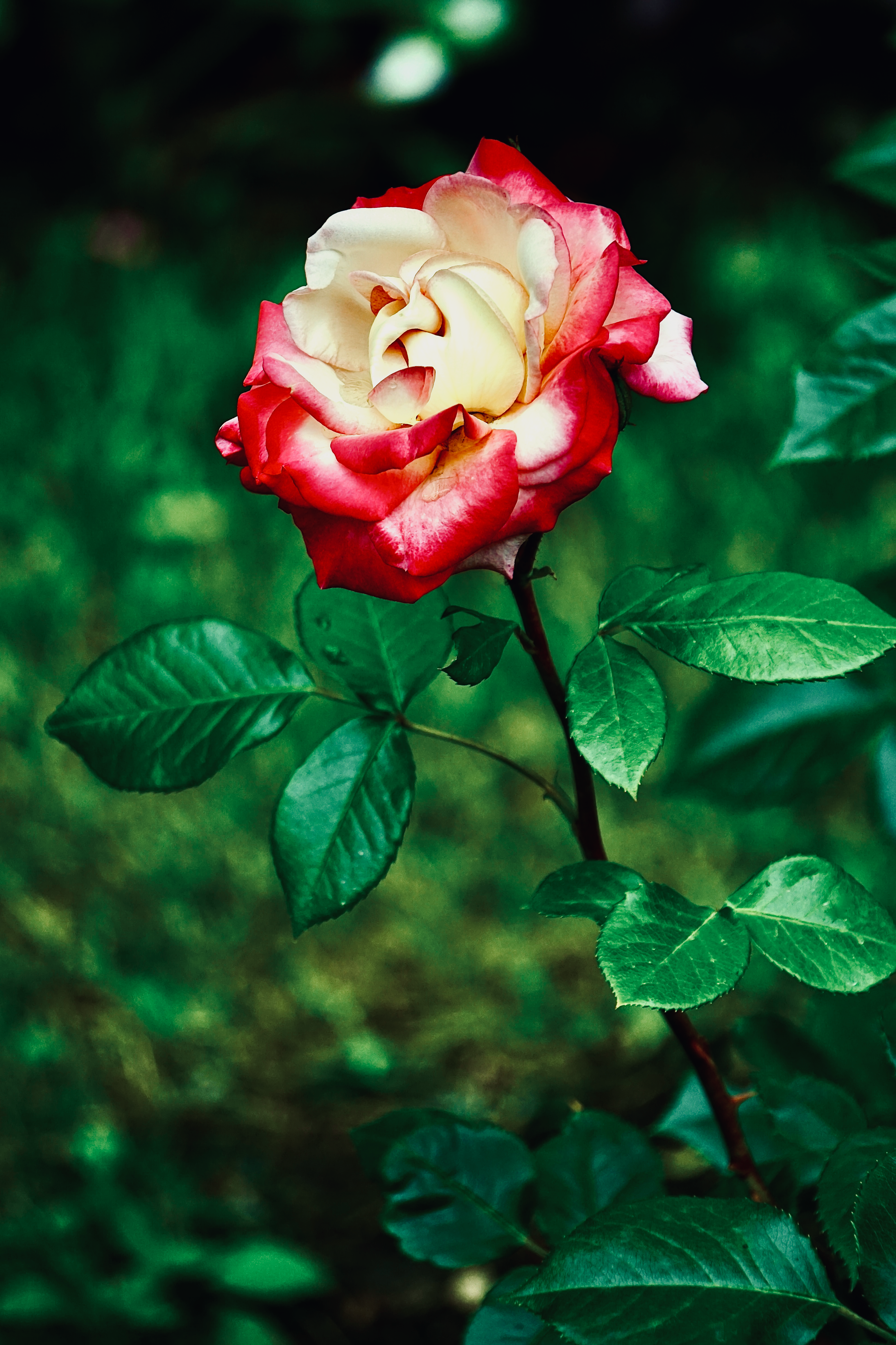 White and Red Rose in Bloom · Free Stock Photo