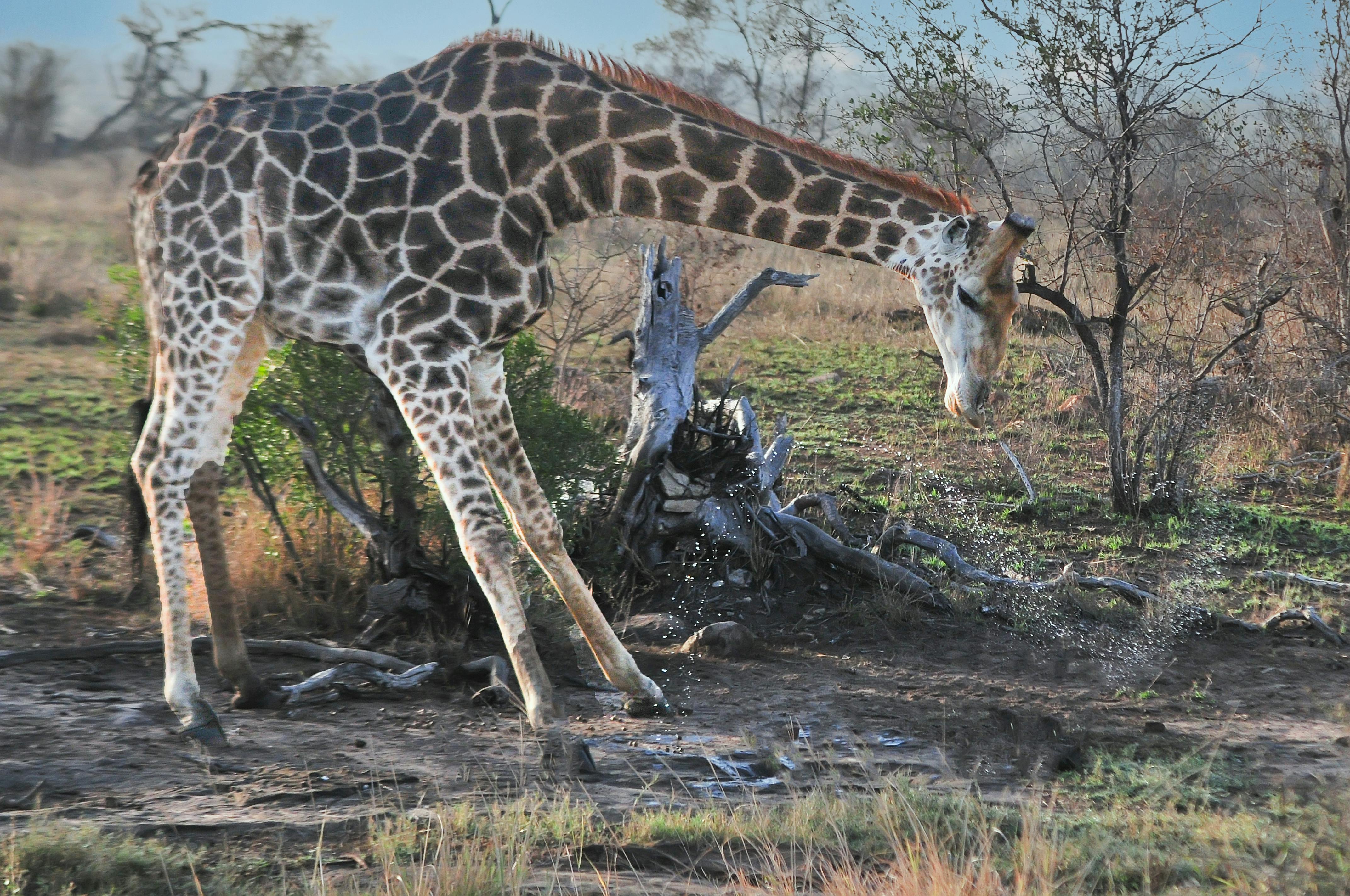 Giraffe Coat Pattern Photos, Download The BEST Free Giraffe Coat ...