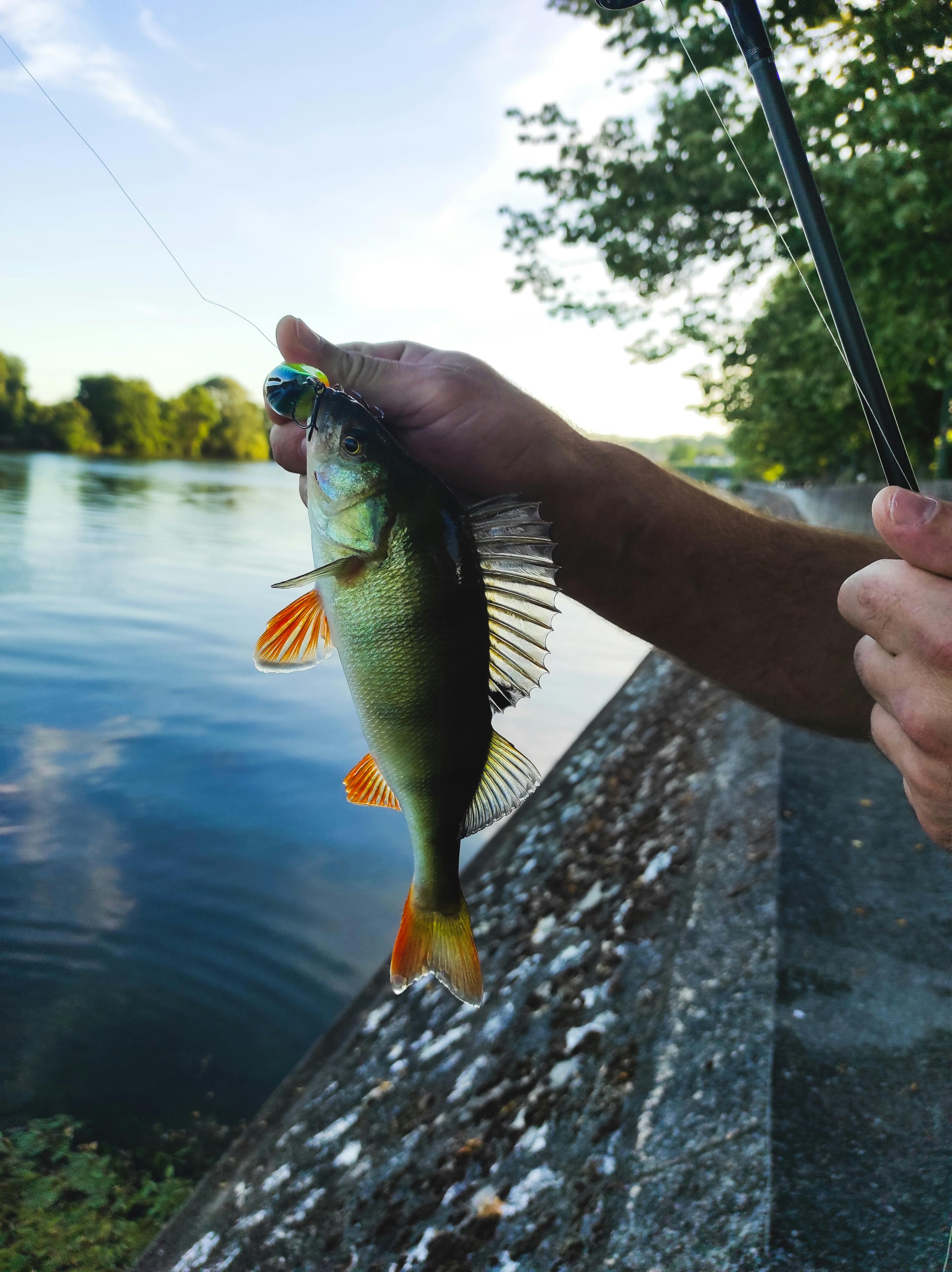 Close-up of Man Holding a Freshly Caught Fish · Free Stock Photo