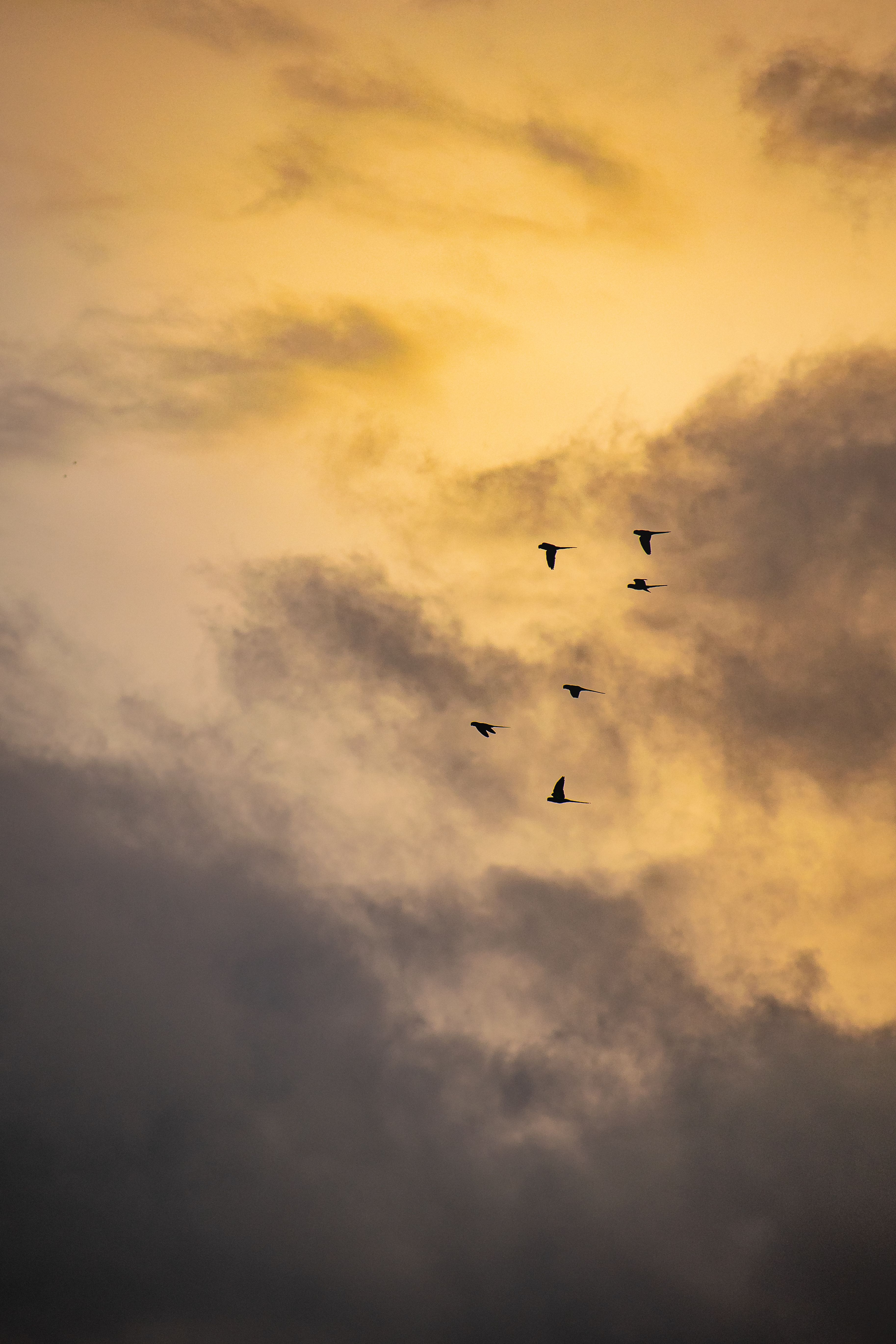 A Flock of Birds Flying Under Gray Clouds · Free Stock Photo