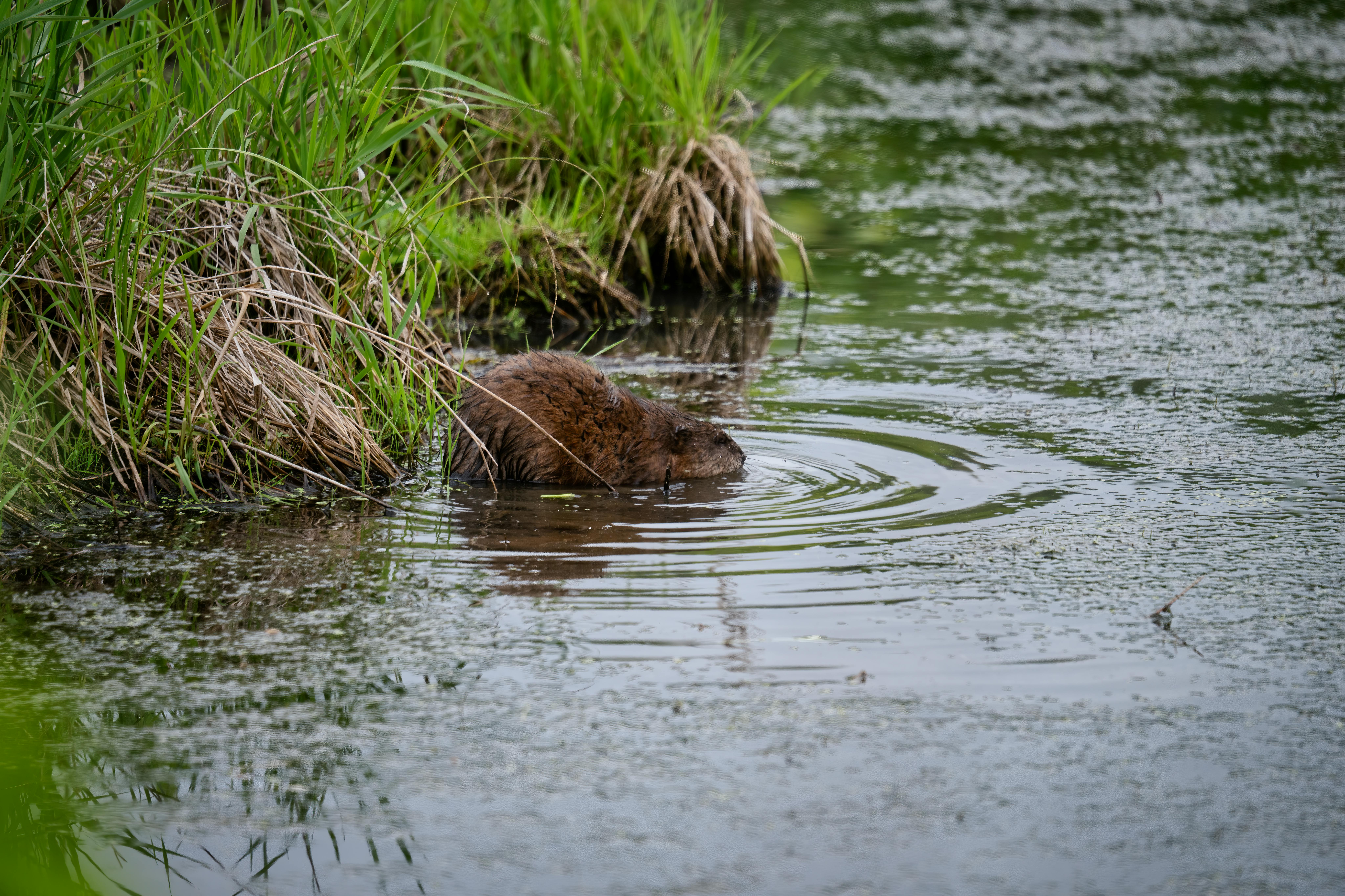 A Brown Rat on the Water · Free Stock Photo