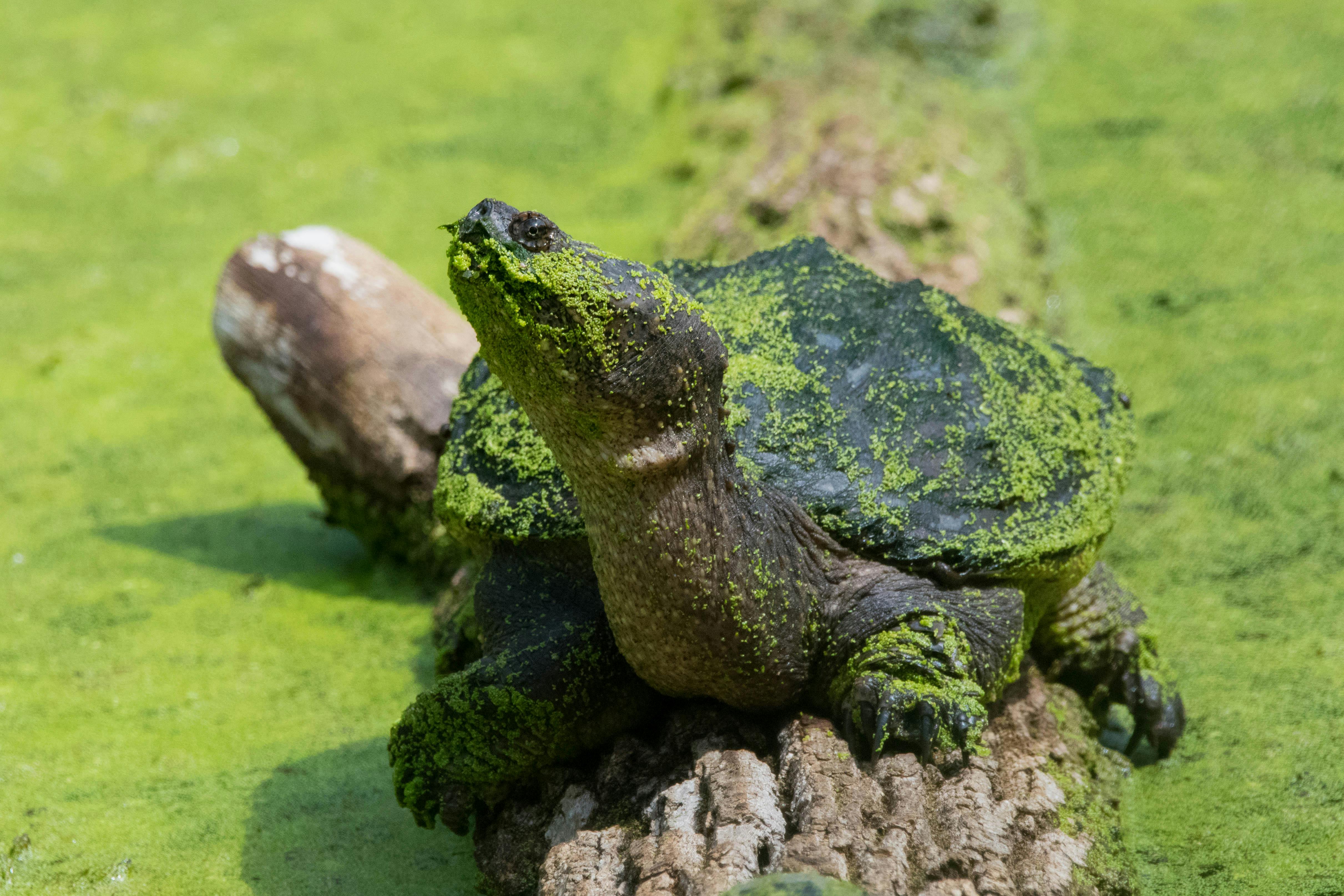 Snapping Turtle Photos, Download The BEST Free Snapping Turtle Stock ...