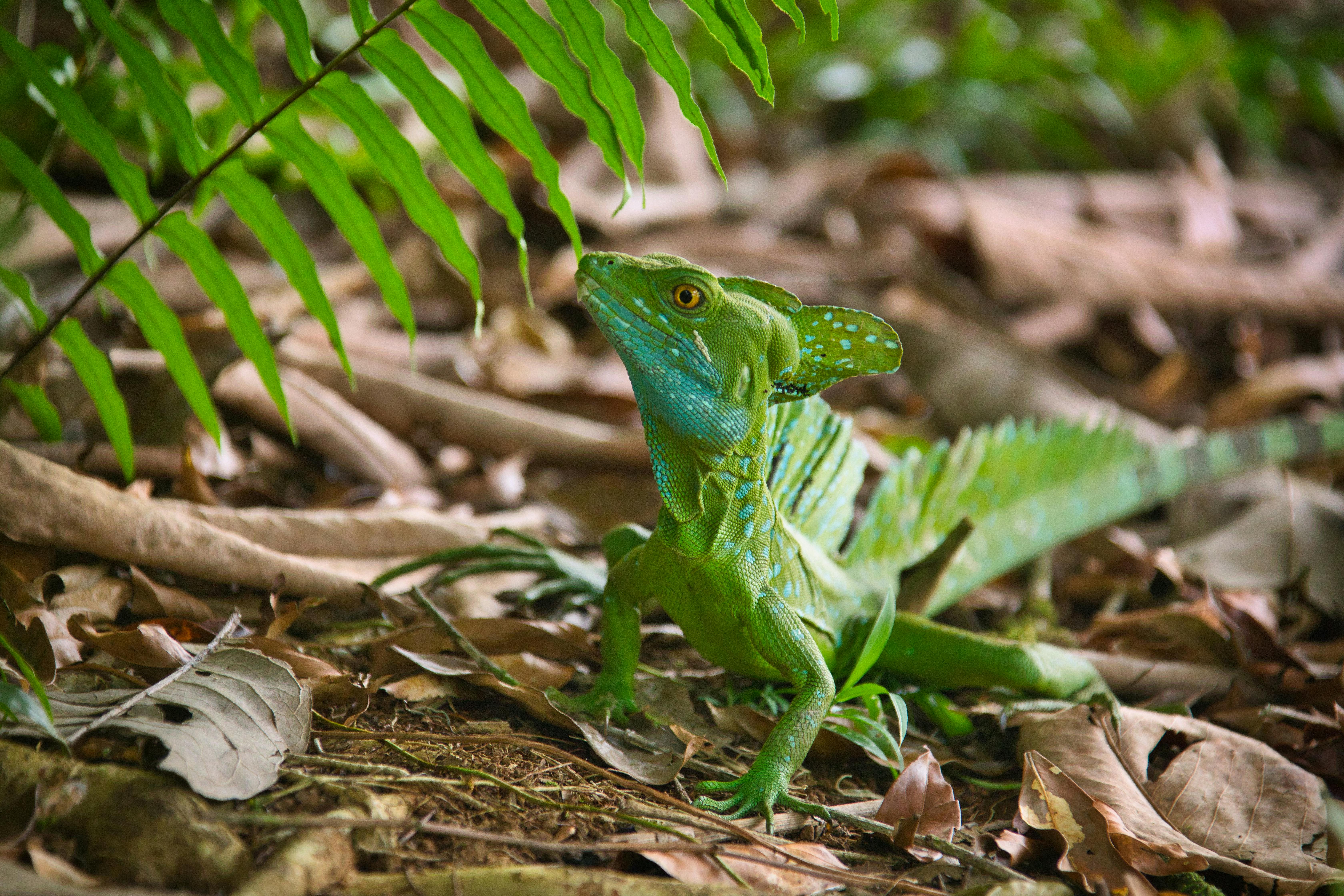 Plumed Lizard Photos, Download The BEST Free Plumed Lizard Stock Photos ...