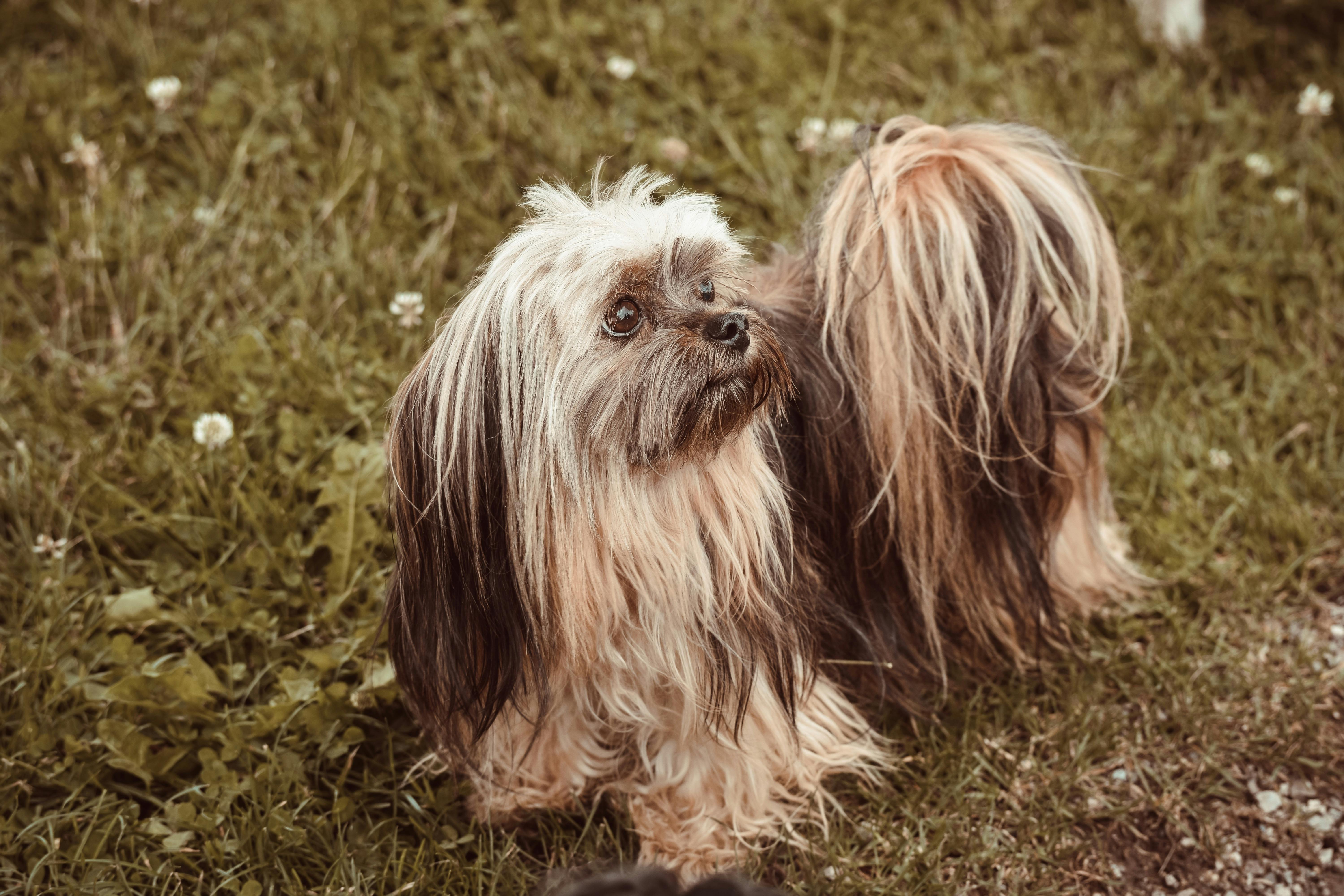 Lhasa Apso Photos, Download The BEST Free Lhasa Apso Stock Photos & HD ...