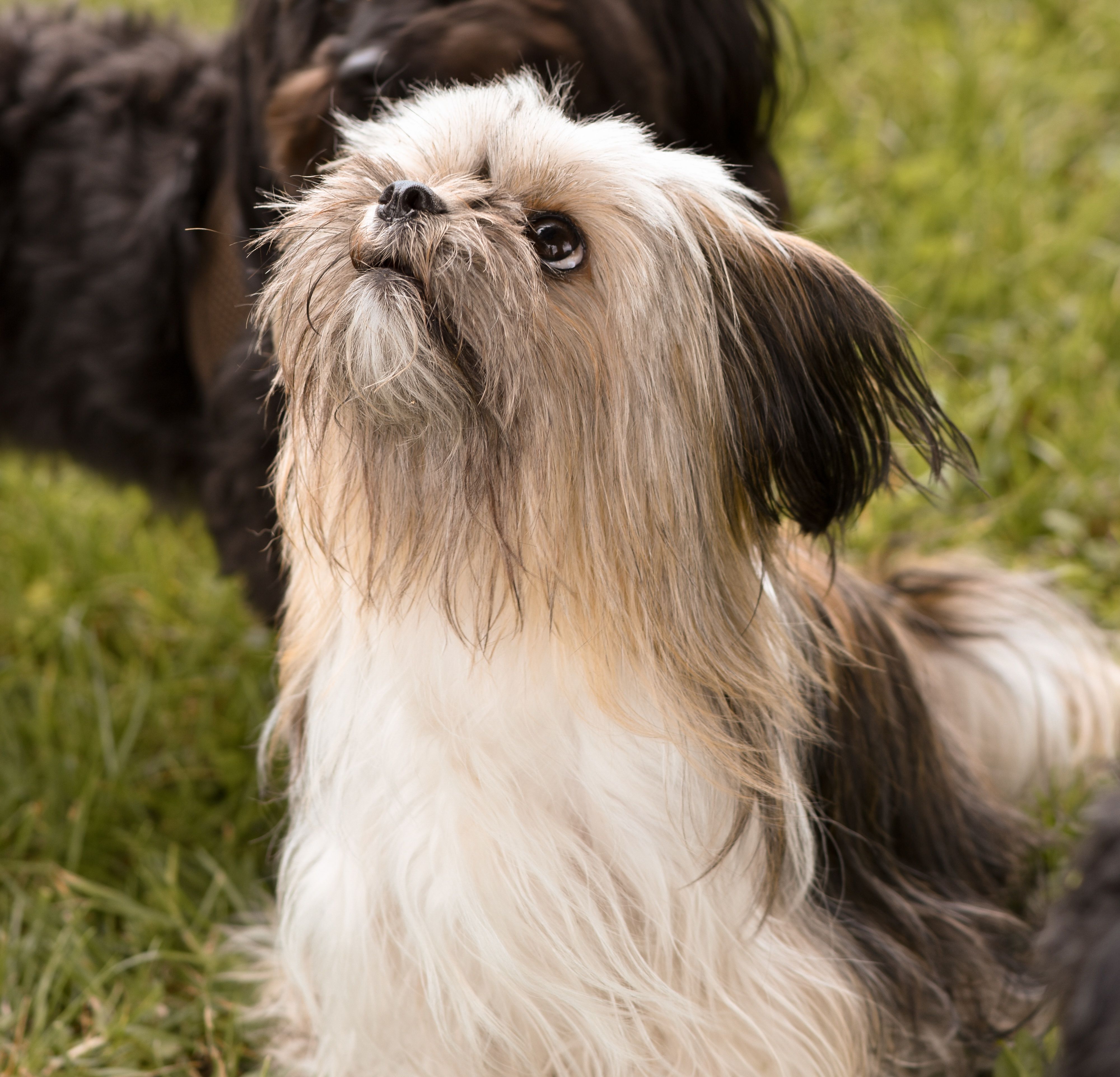 Portrait of a Yorkshire Terrier Looking Up · Free Stock Photo