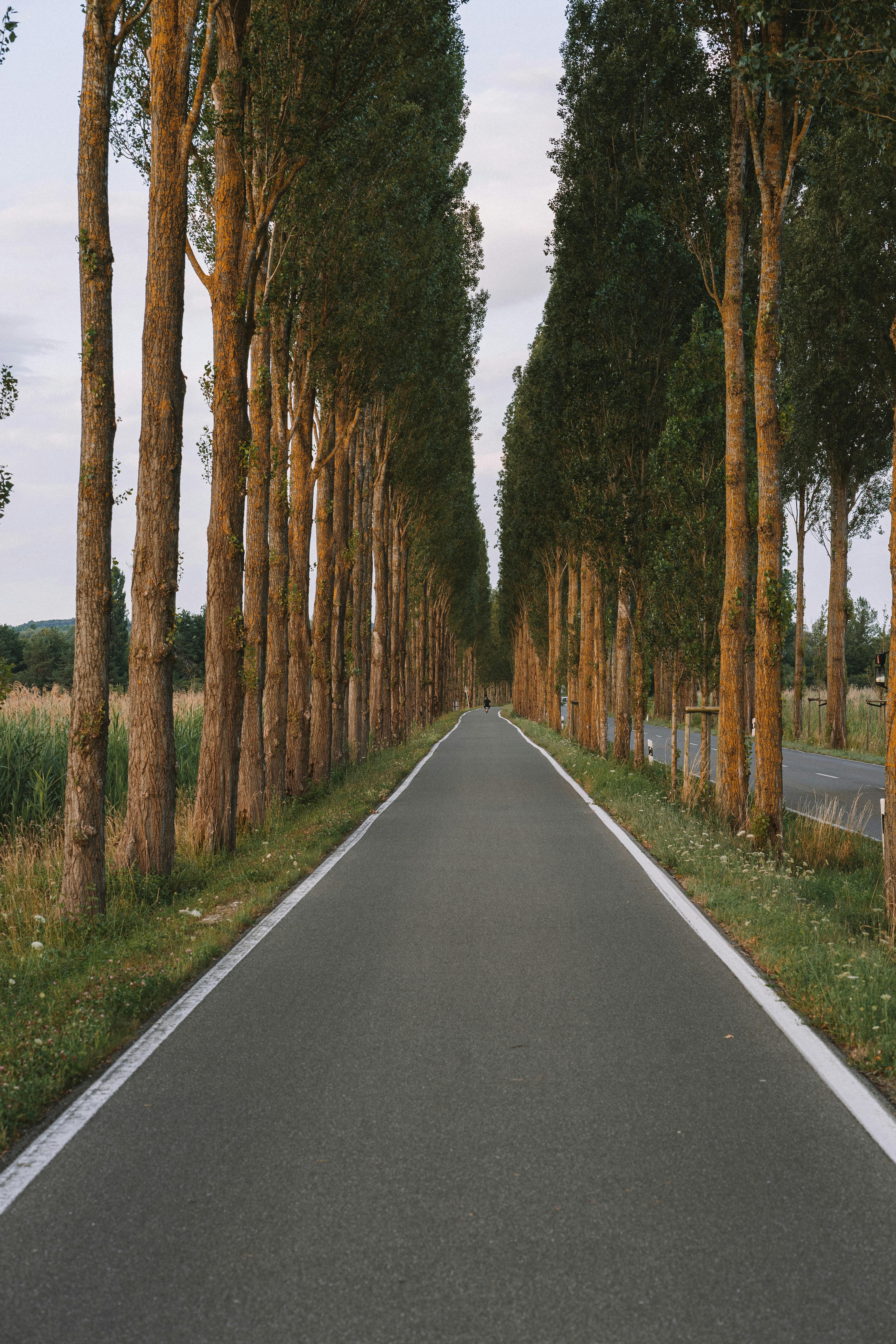 Asphalt Road Between Trees · Free Stock Photo