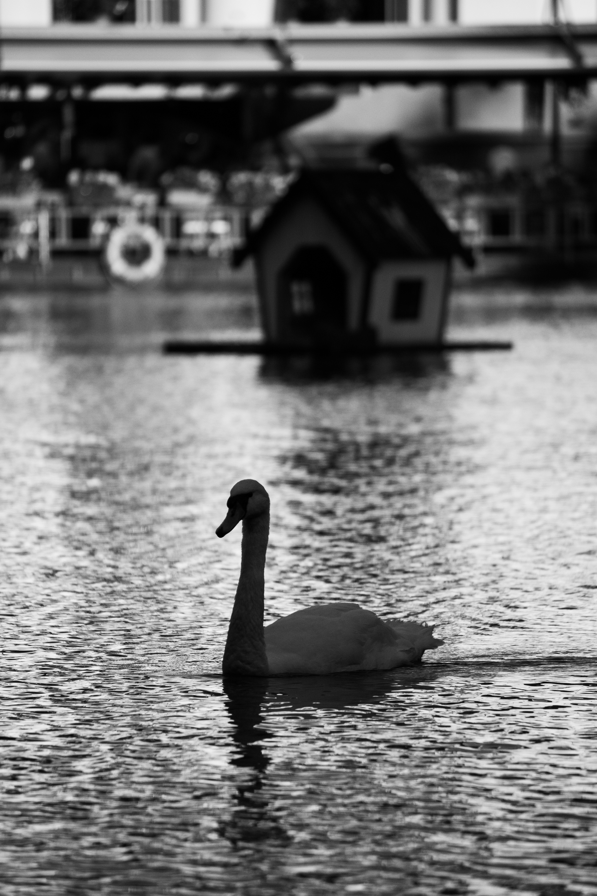 Grayscale Photo of Mute Swan on Water · Free Stock Photo