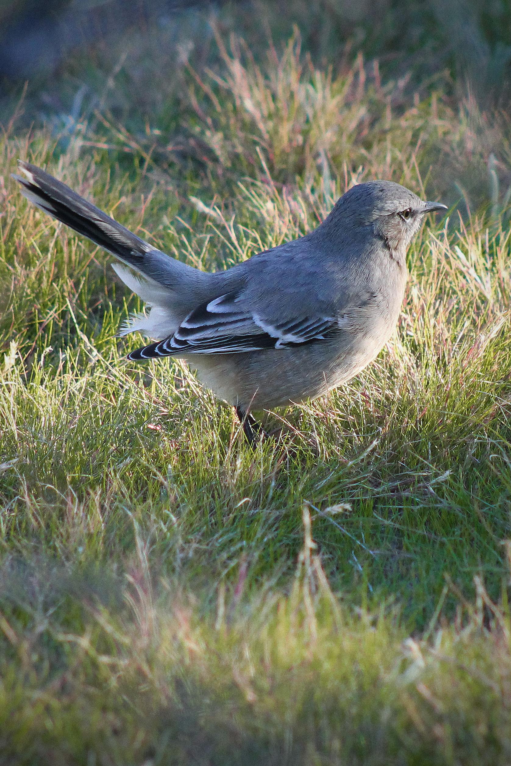 Northern Mockingbird Photos, Download The BEST Free Northern ...