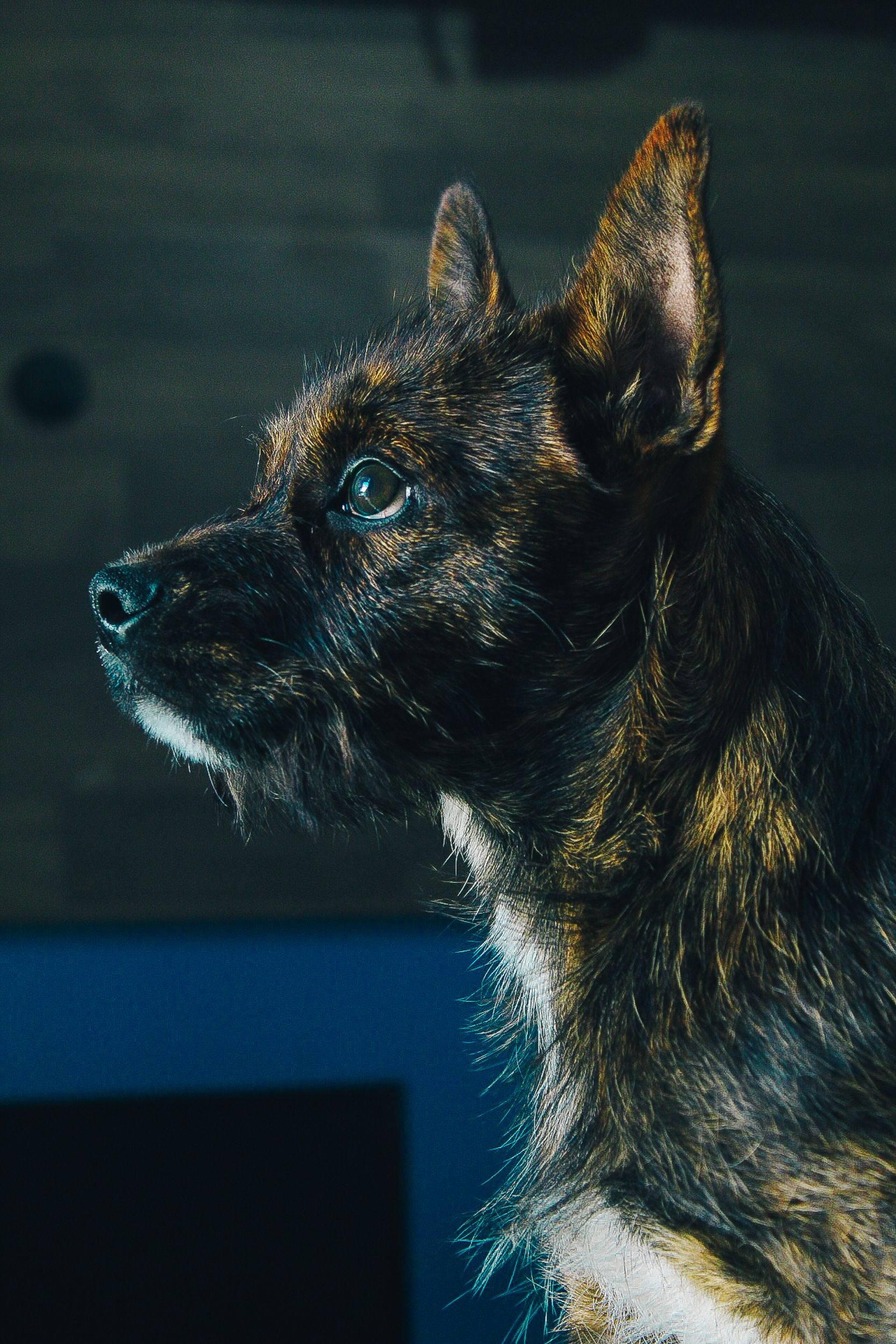 Cairn Terrier Photos, Download The BEST Free Cairn Terrier Stock Photos ...