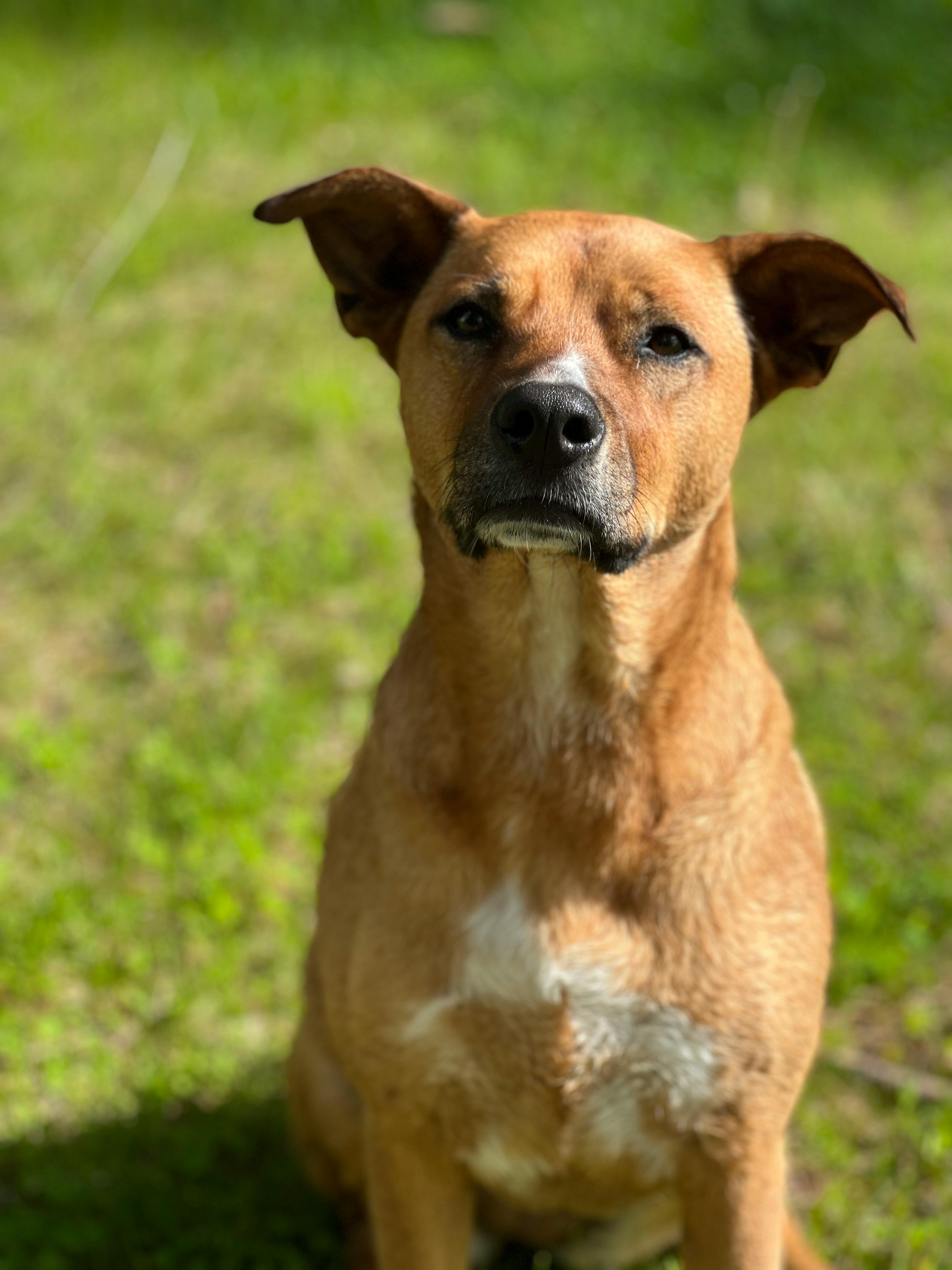 Africanis Photos, Download The BEST Free Africanis Stock Photos & HD Images