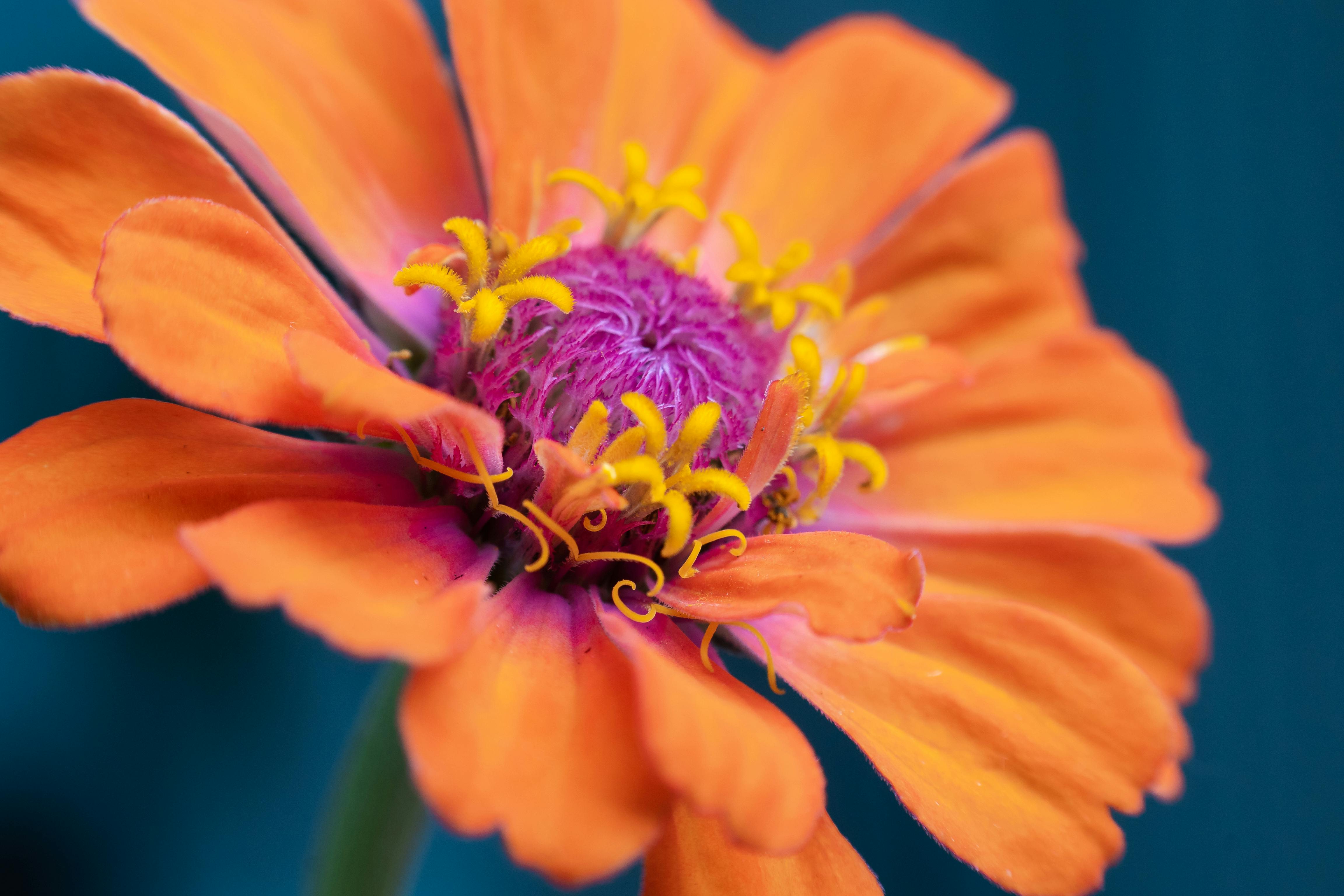 Peruvian Zinnia Plant · Free Stock Photo