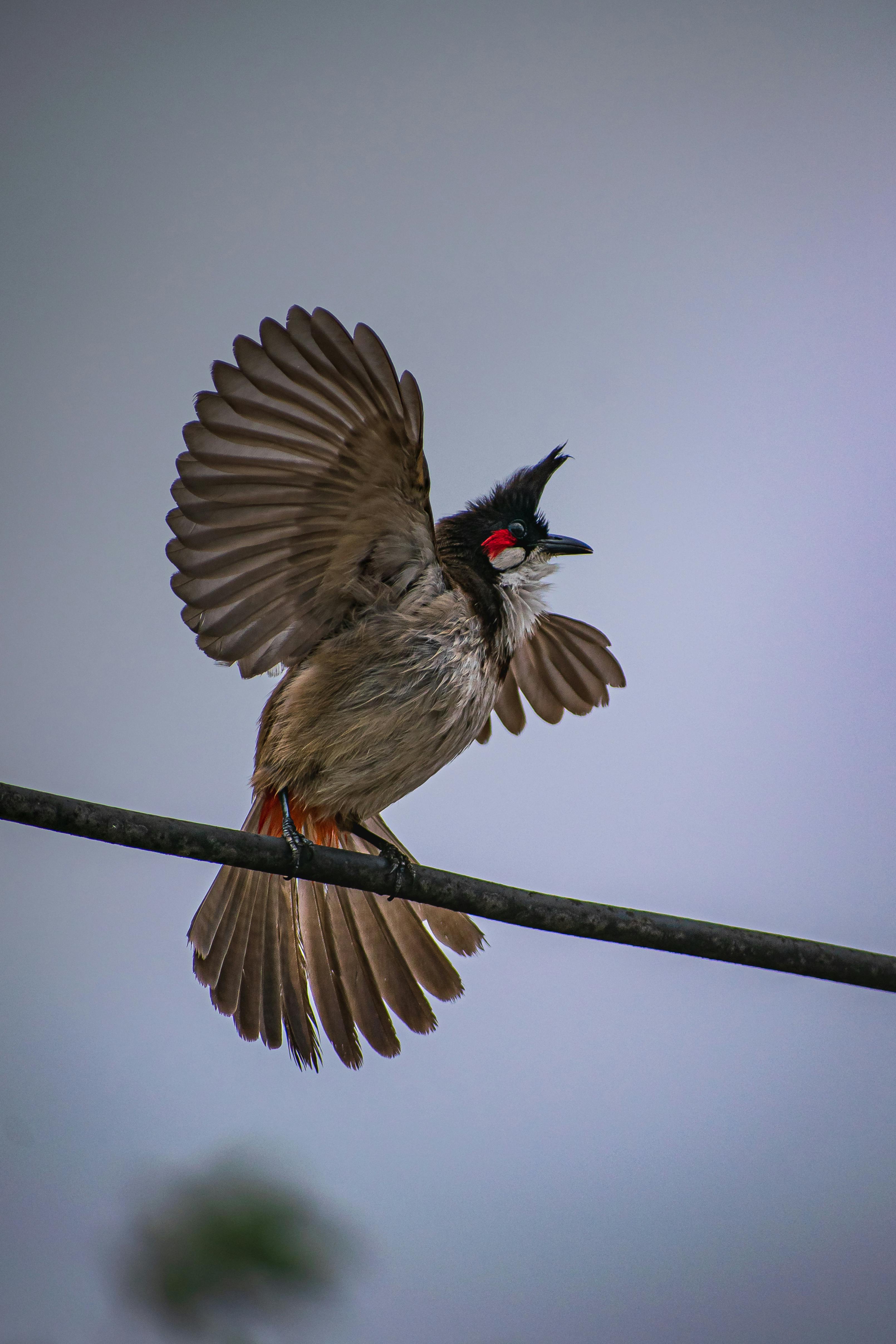 Red-whiskered Bulbul Perched on a Wire · Free Stock Photo