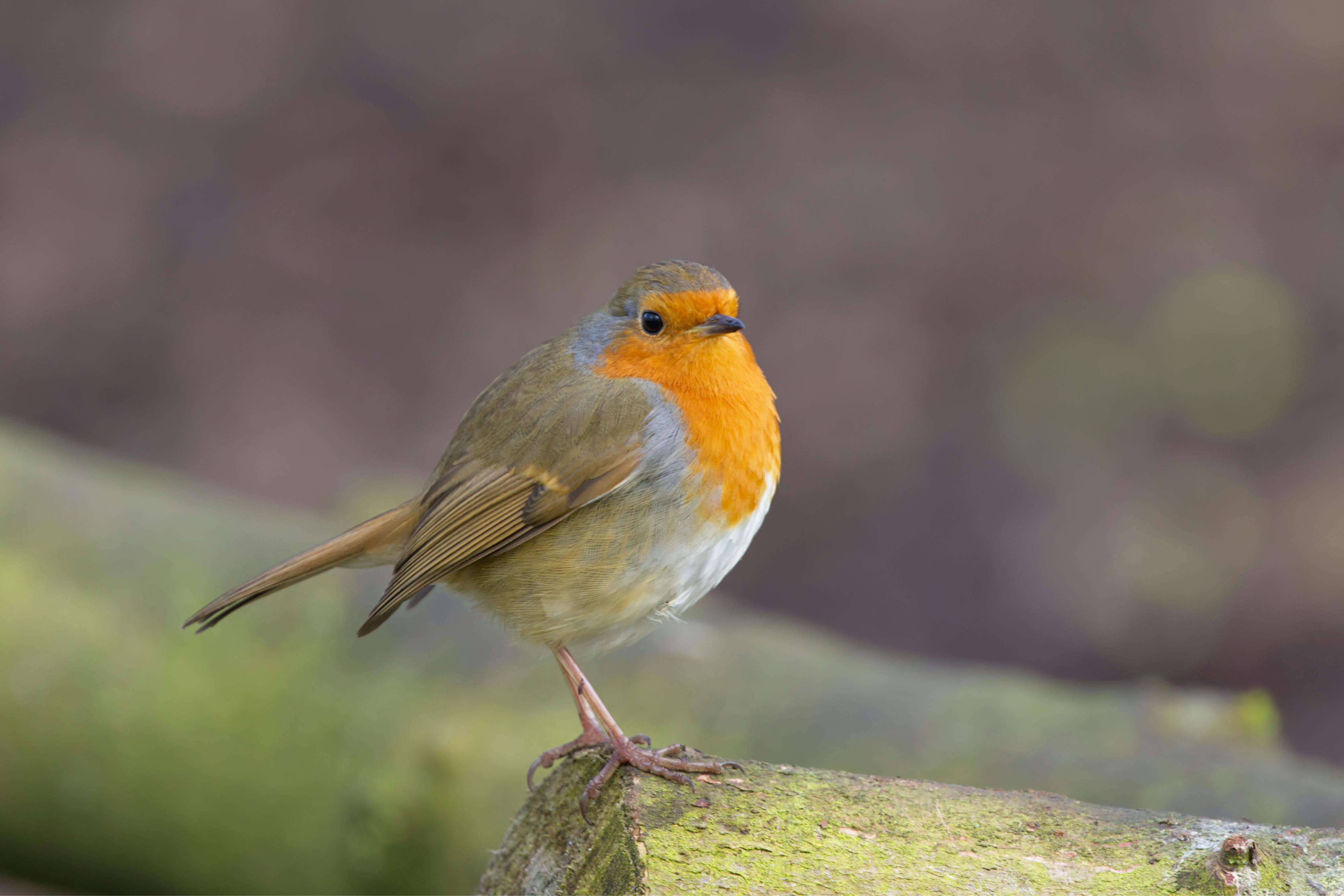 Close-Up Shot of European Robin · Free Stock Photo
