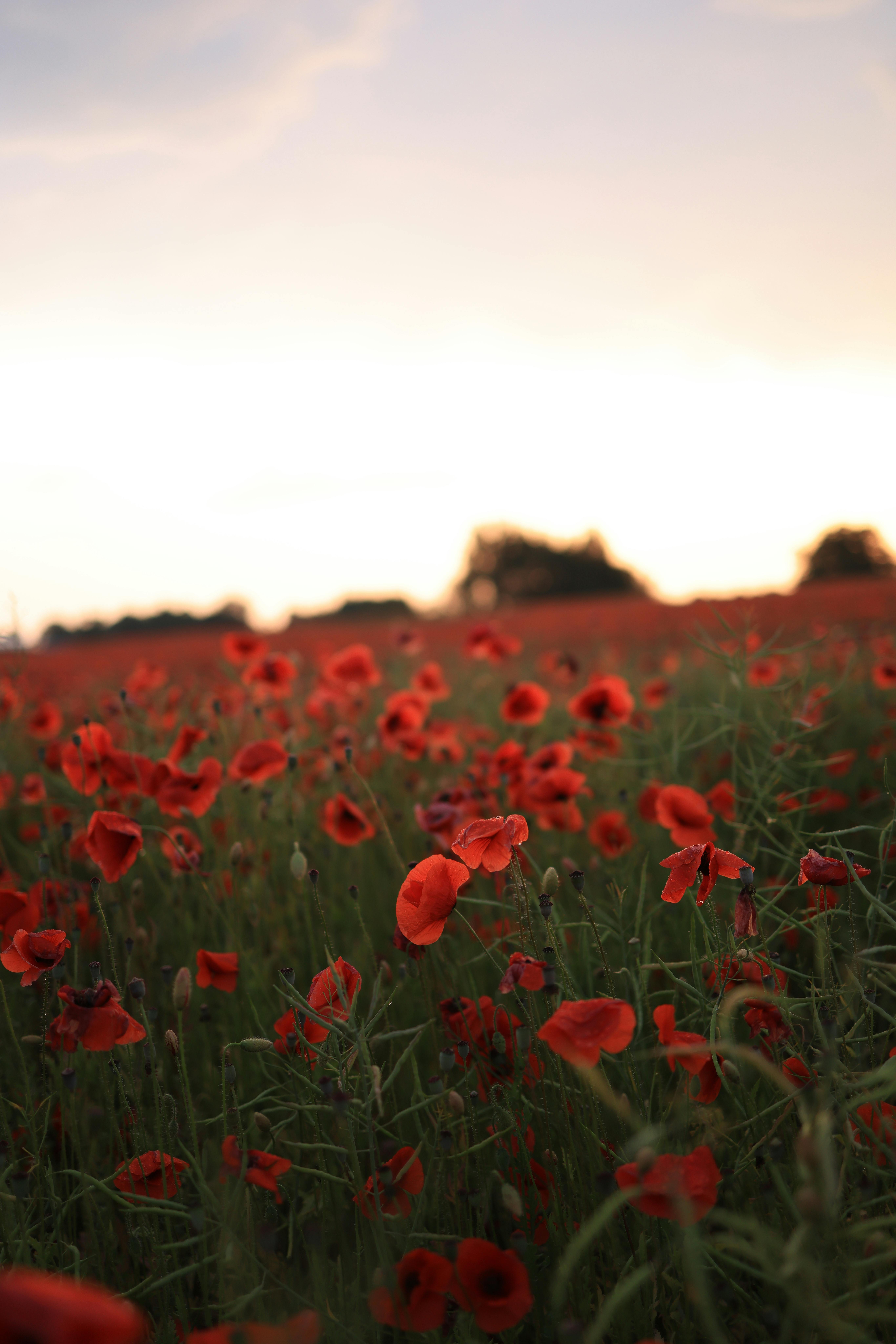 Poppy Flowers in a Field · Free Stock Photo