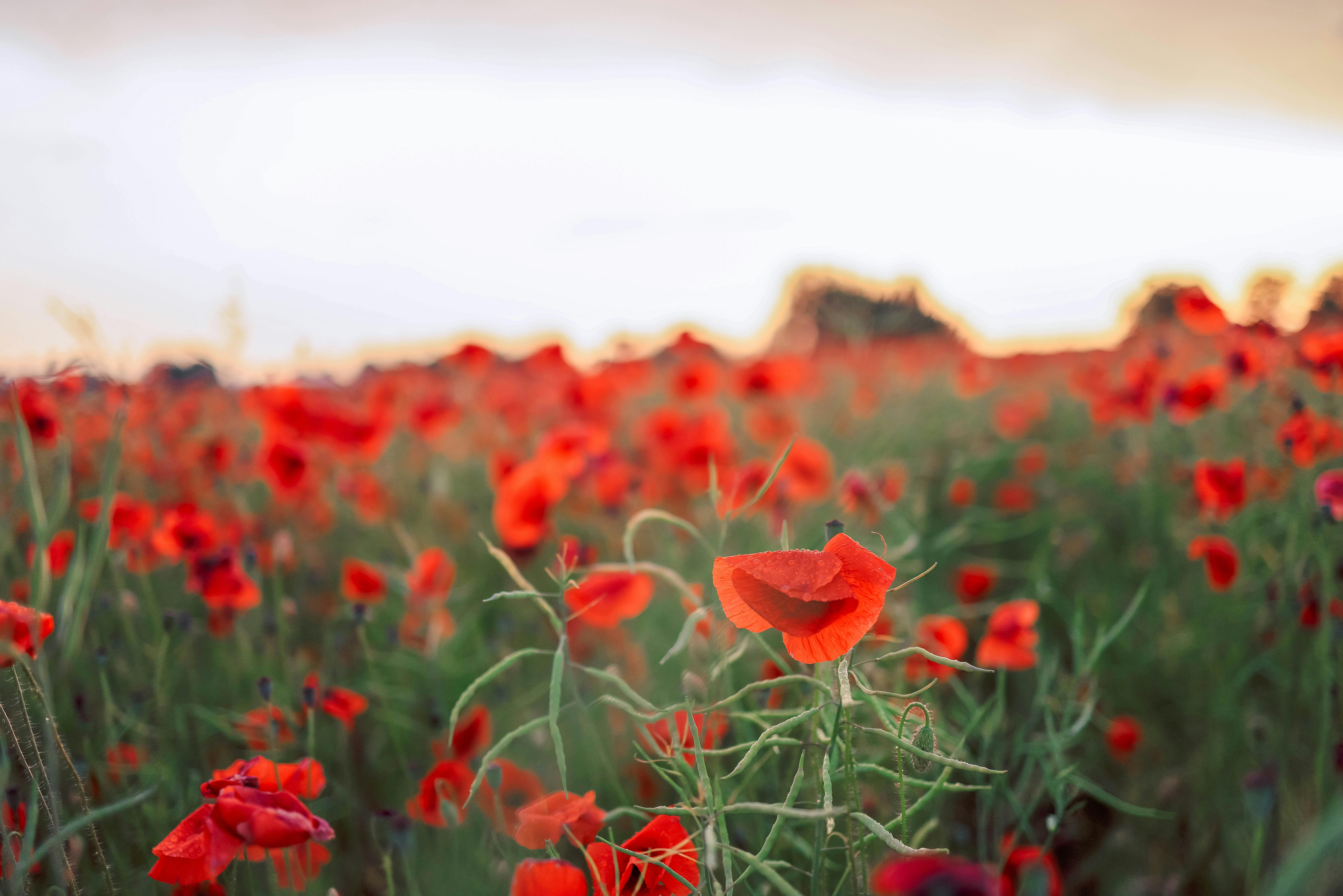 Poppy Flowers in Close Up Photography · Free Stock Photo