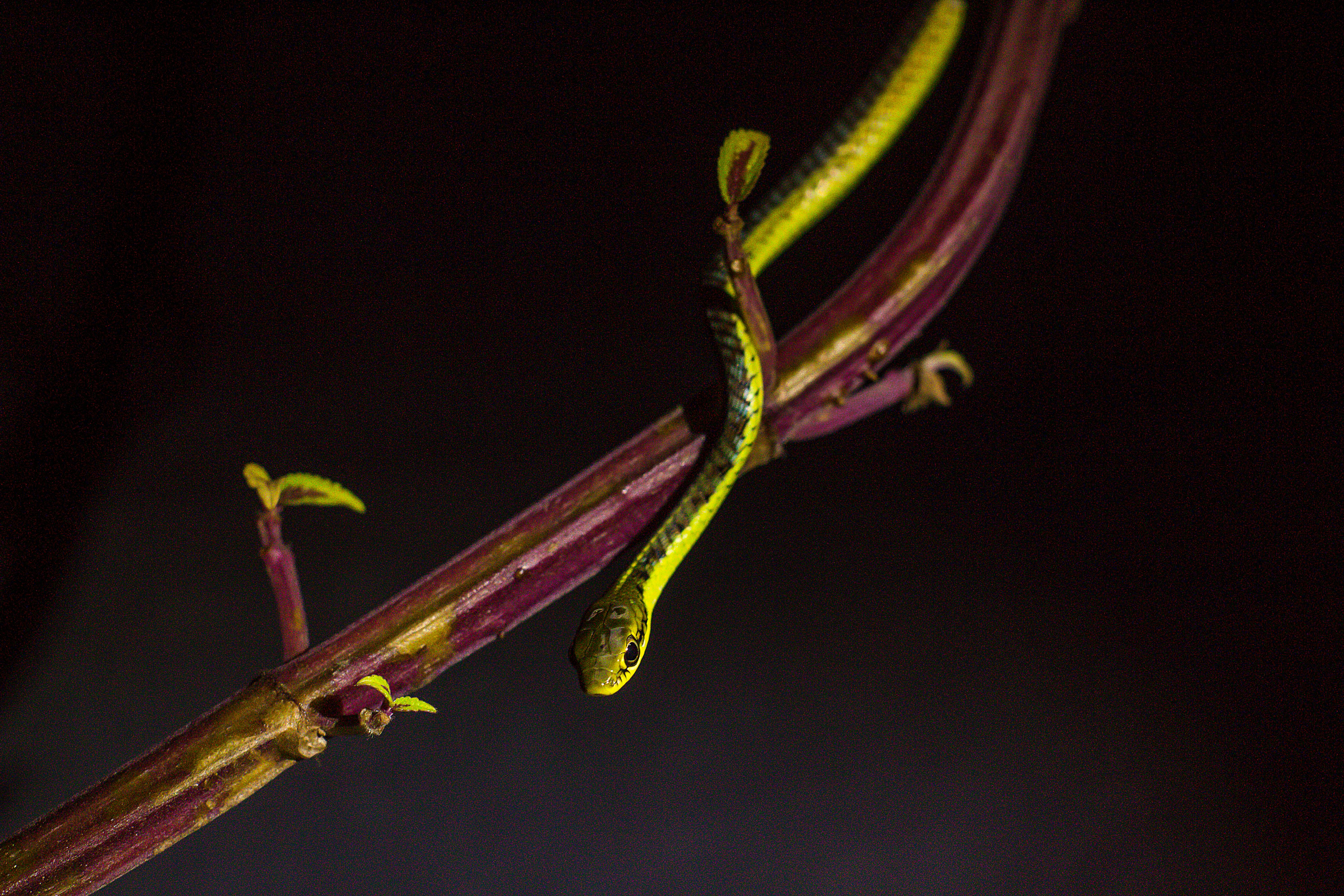 Snake on Branch · Free Stock Photo