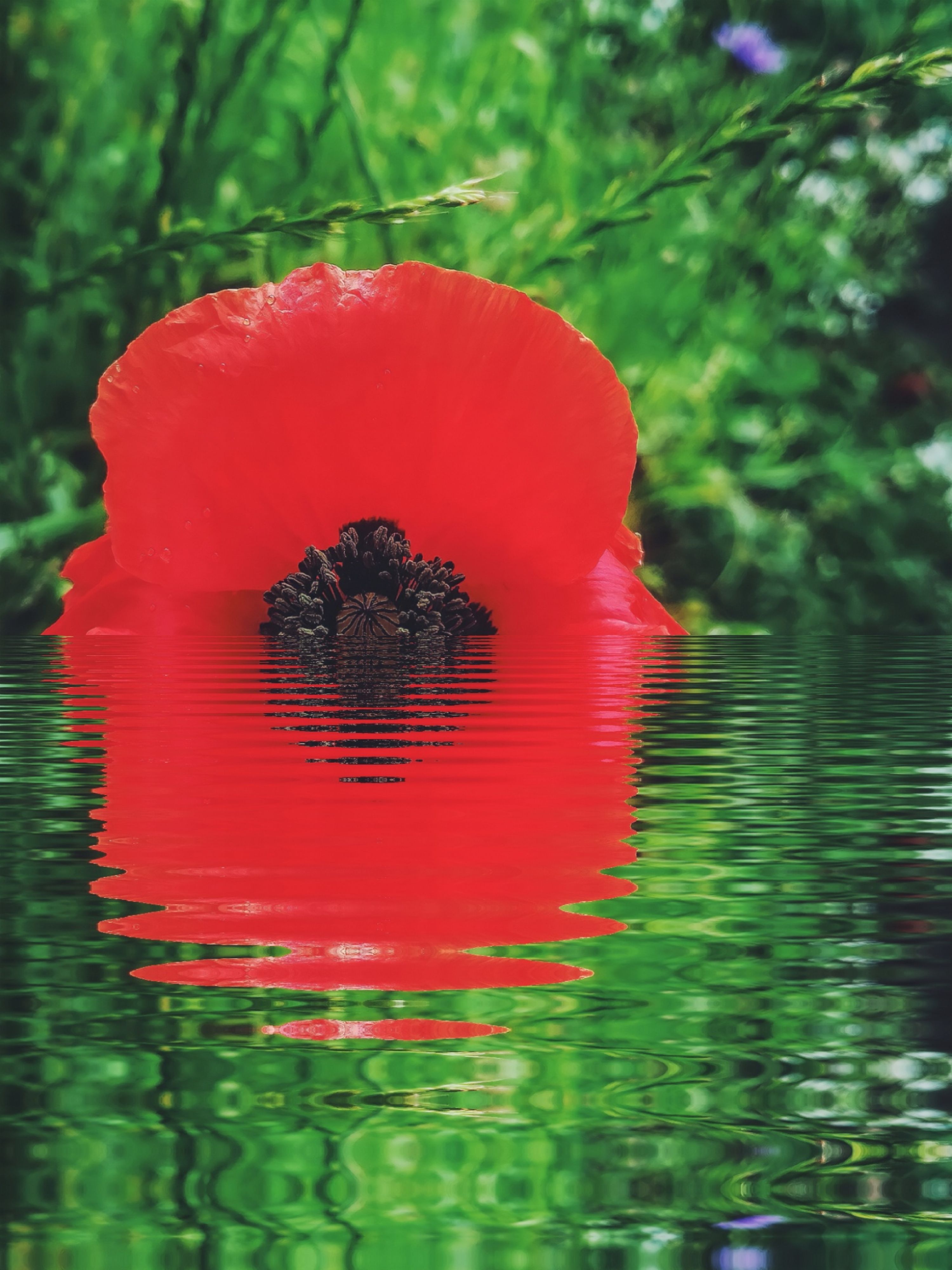 Red Flower Floating on Water · Free Stock Photo