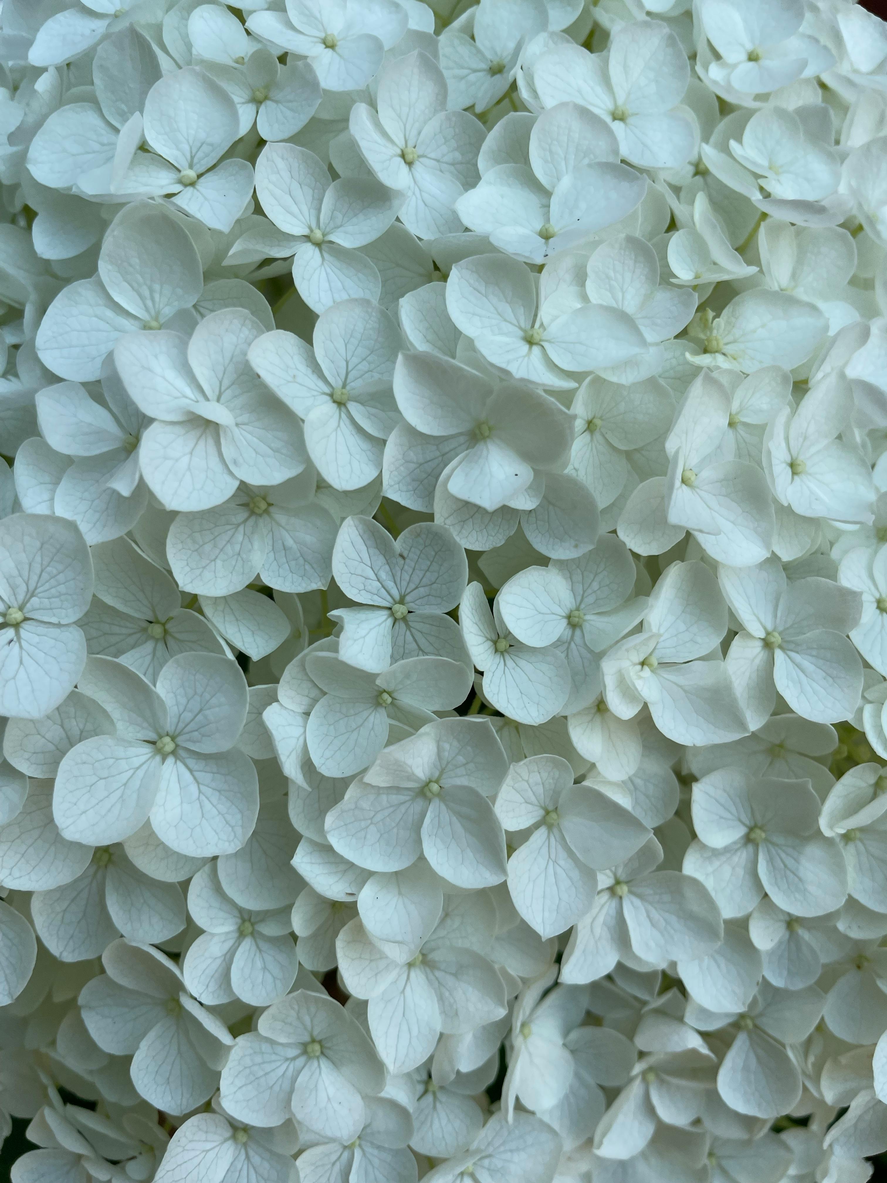 White Hydrangea Photos, Download The BEST Free White Hydrangea Stock ...