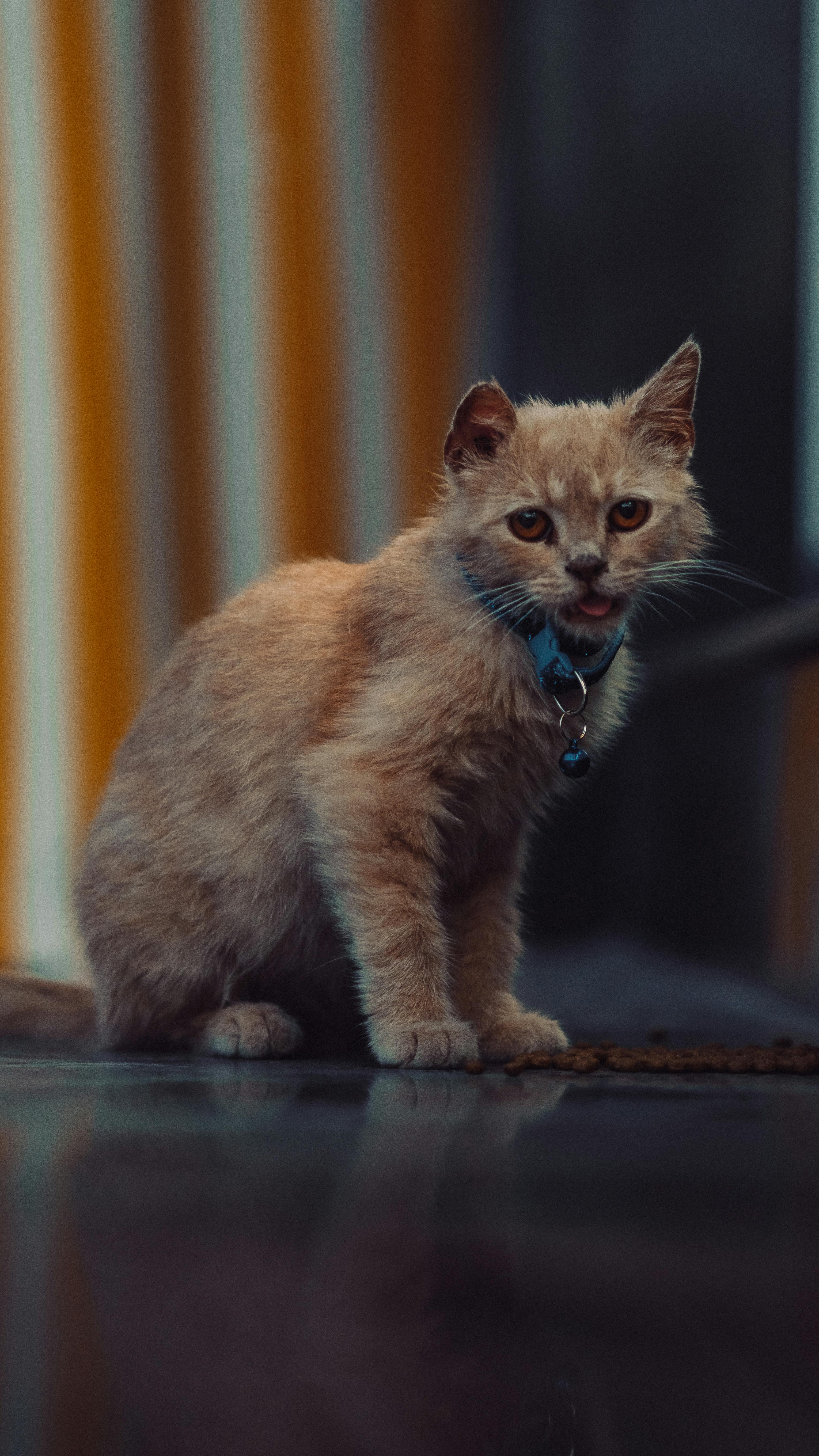 A Cat With Blue Collar · Free Stock Photo