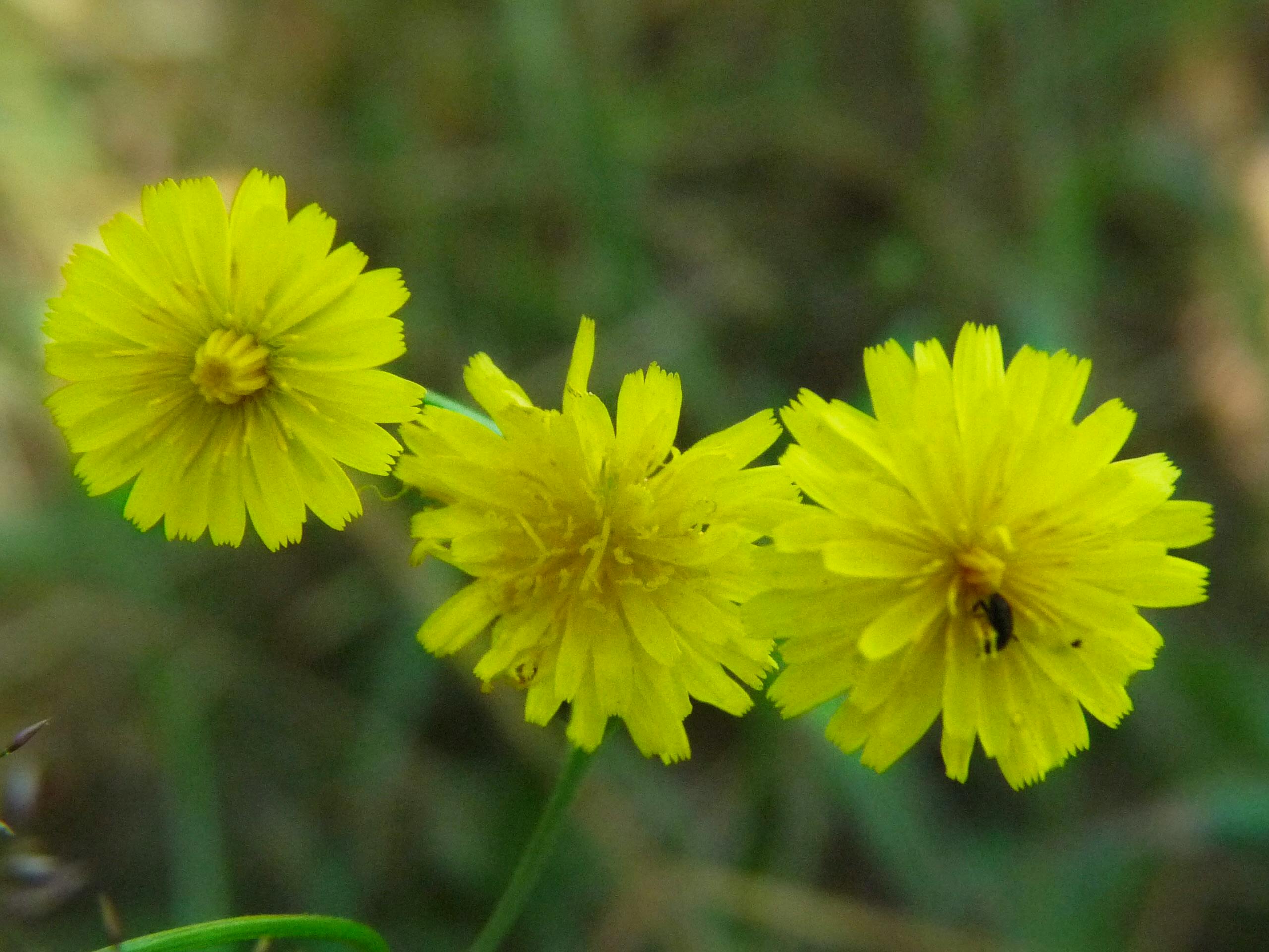 Alexandra Gehrke - Photographie