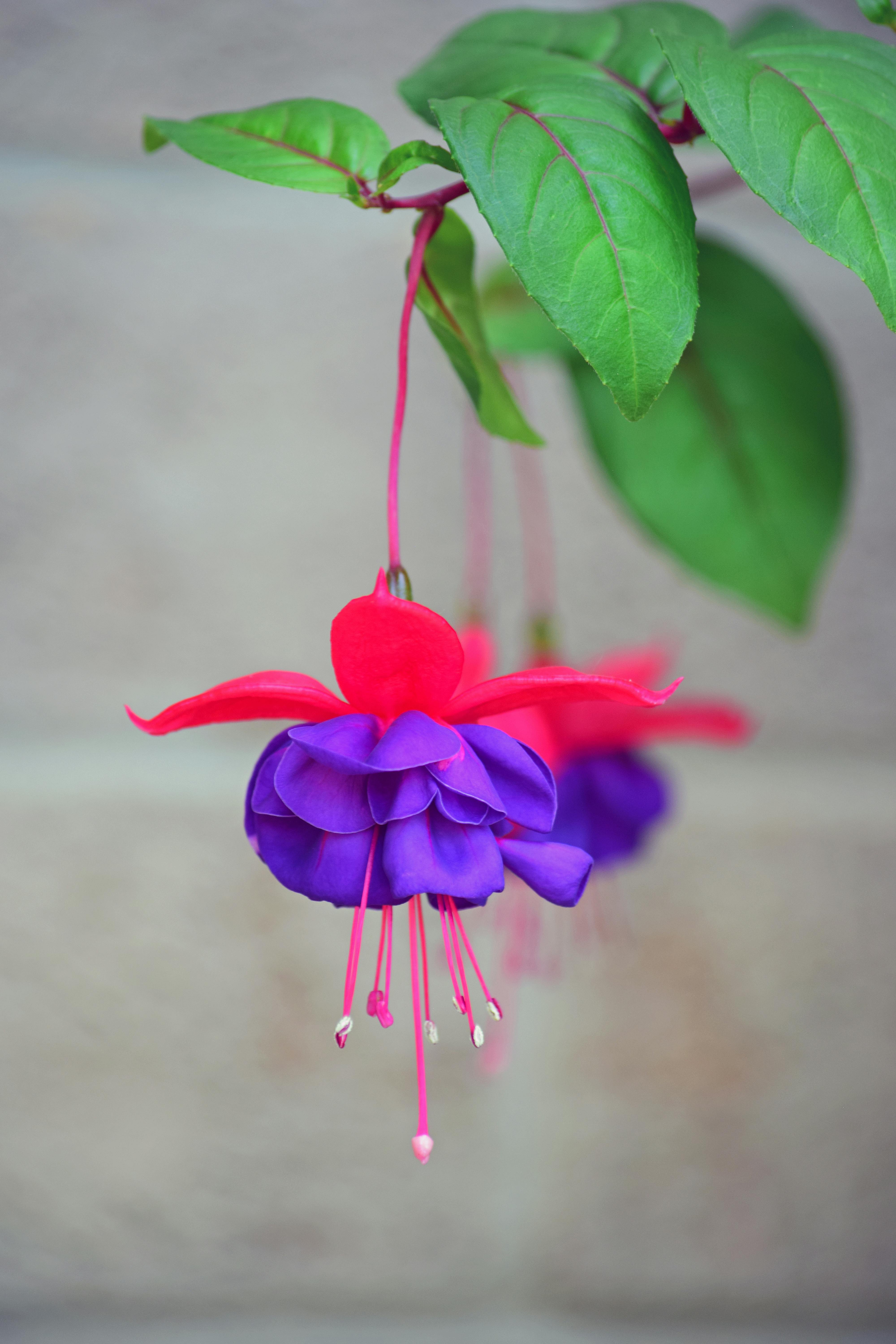 Fuchsia Maori Maid Flower · Free Stock Photo