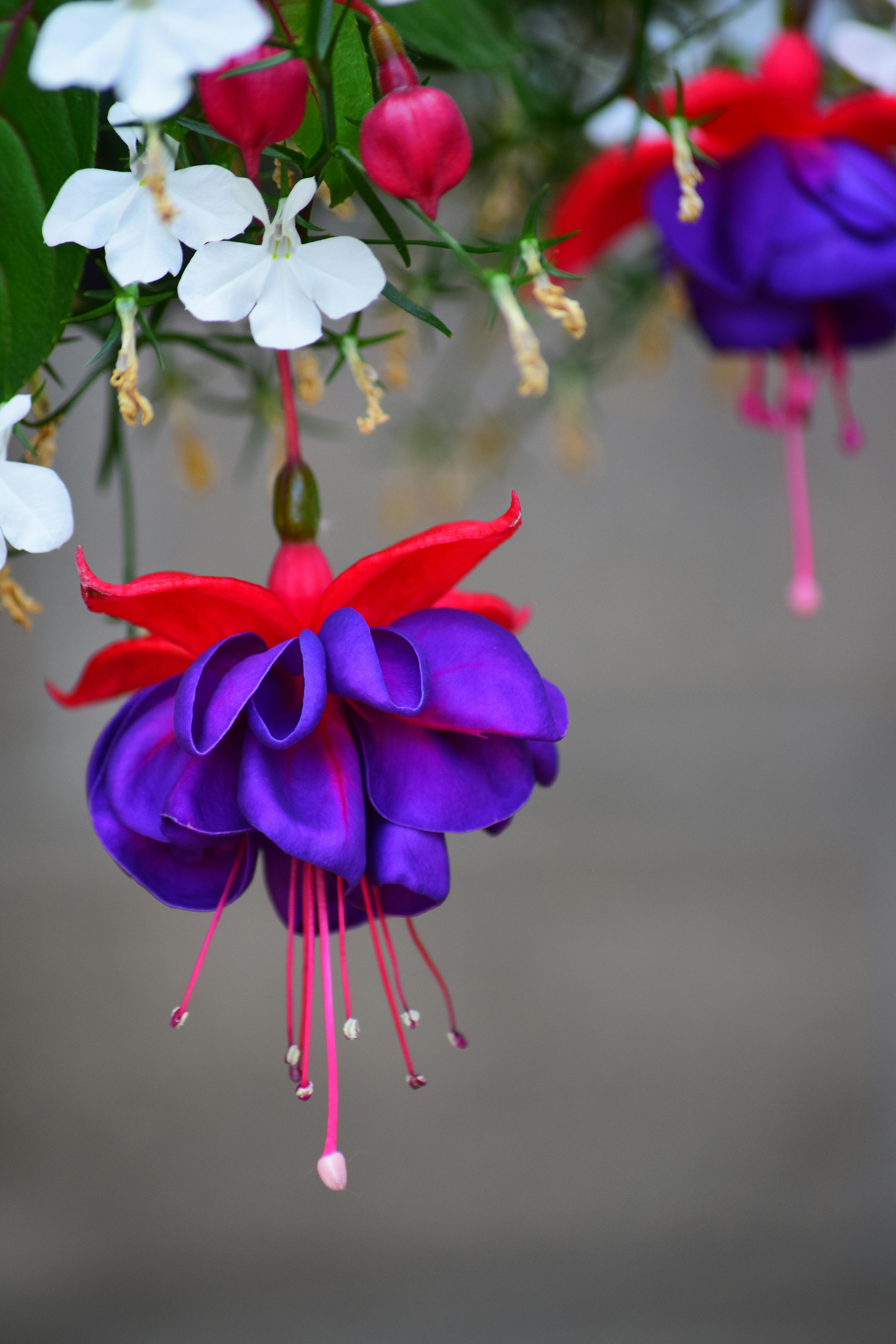 Close Up Shot of a Fuchsia Flower · Free Stock Photo