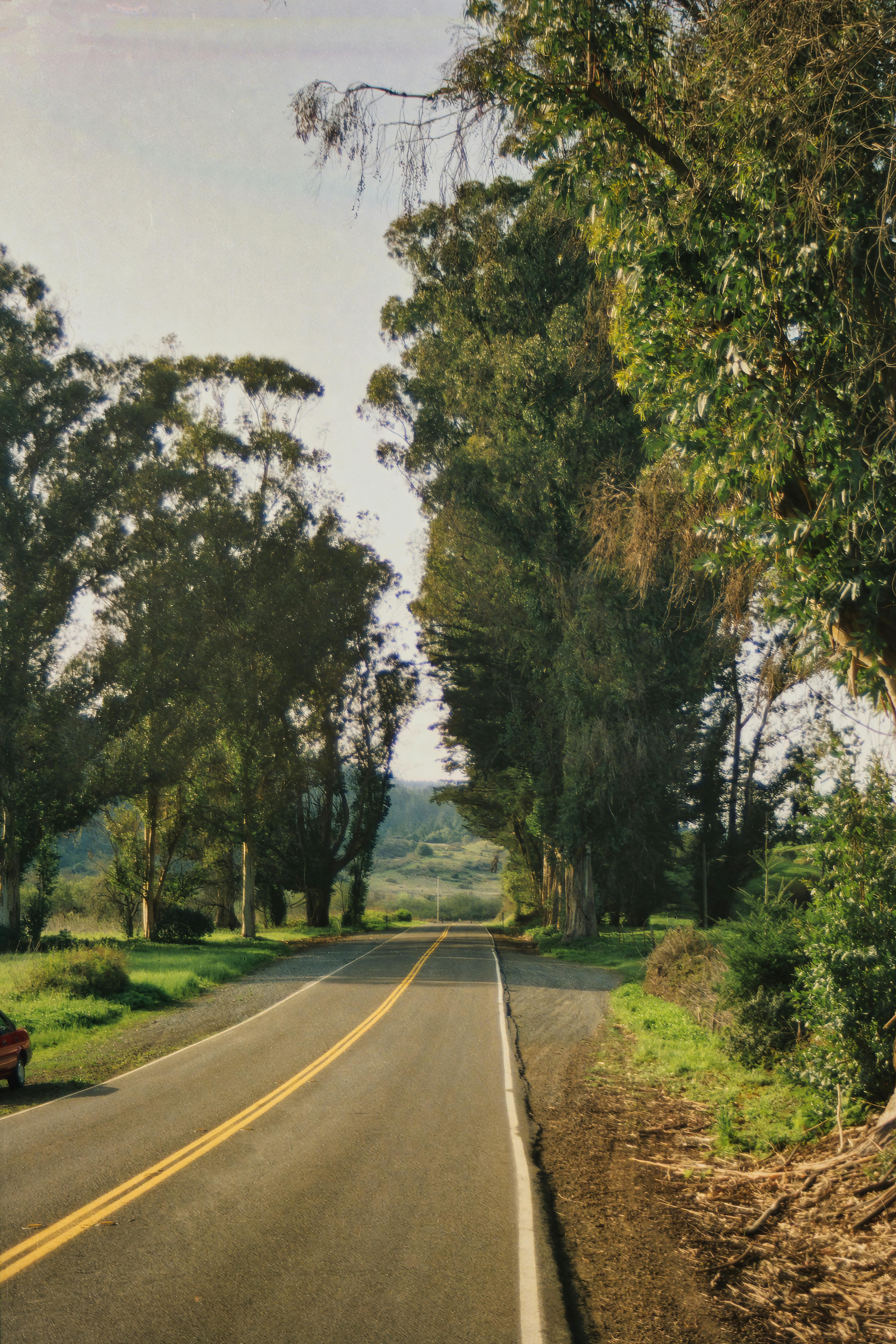 A Road Between the Trees · Free Stock Photo
