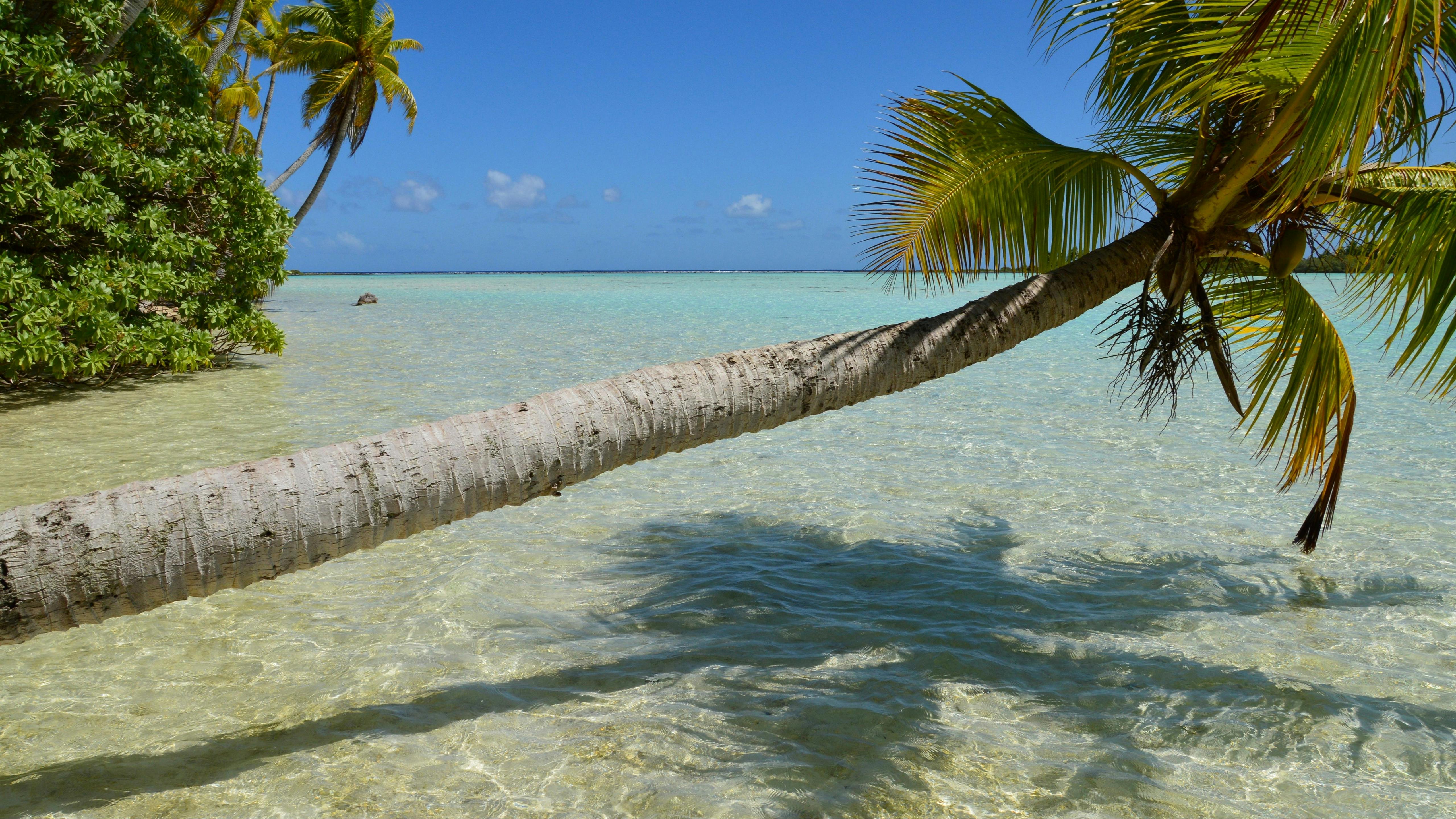 Beach with Coconut Trees · Free Stock Photo