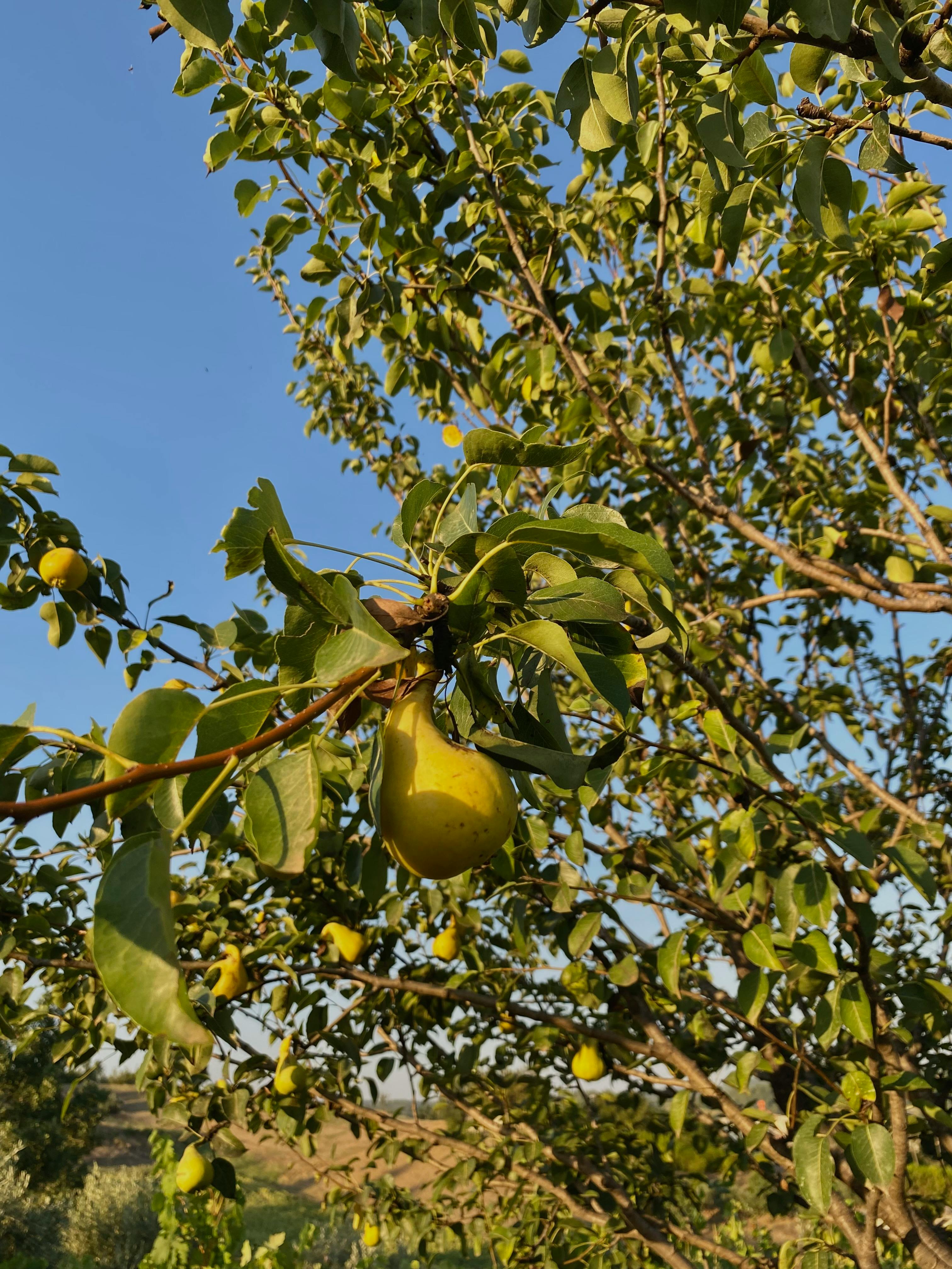 A Pear on a Tree · Free Stock Photo