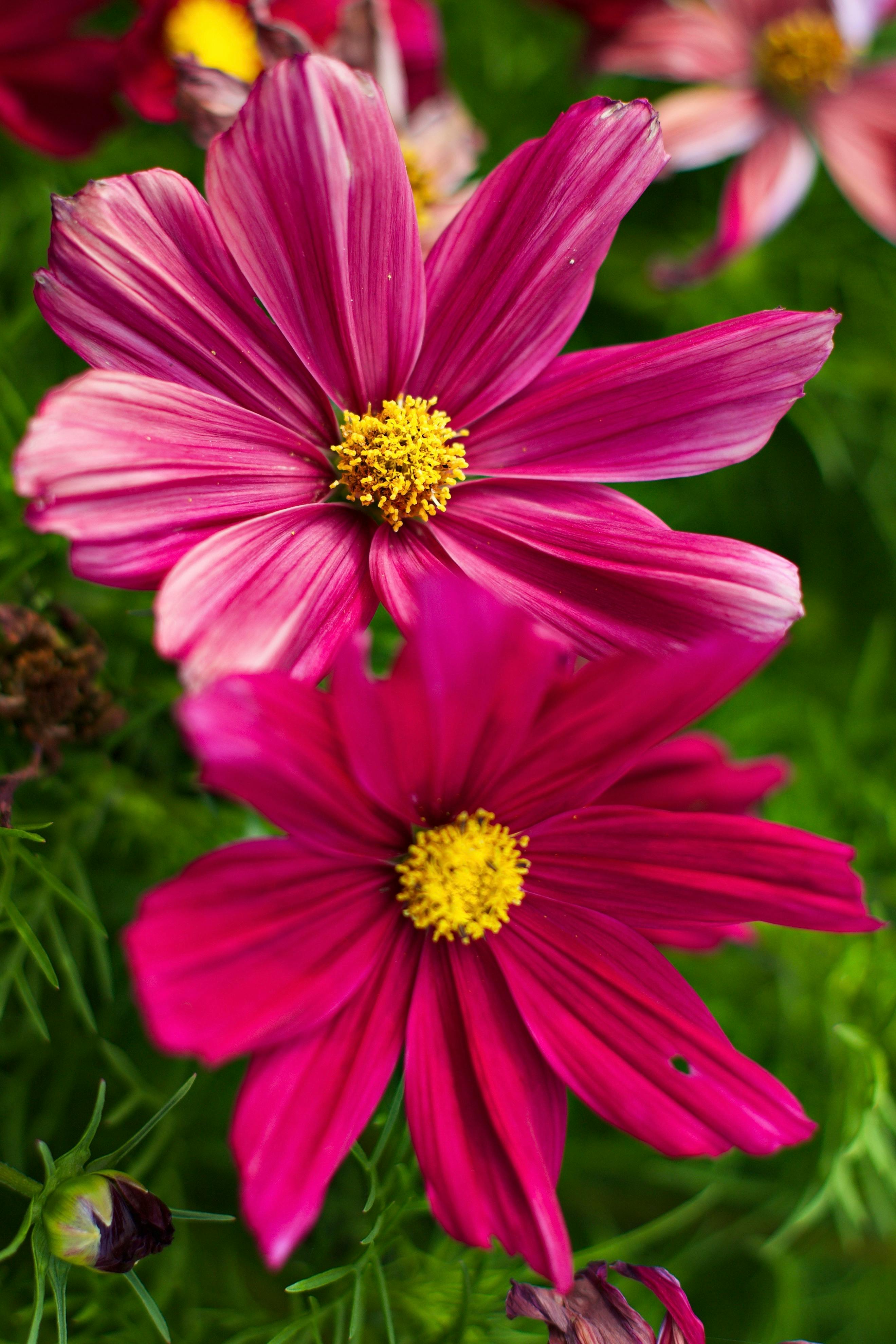 White Garden Cosmos Flower · Free Stock Photo