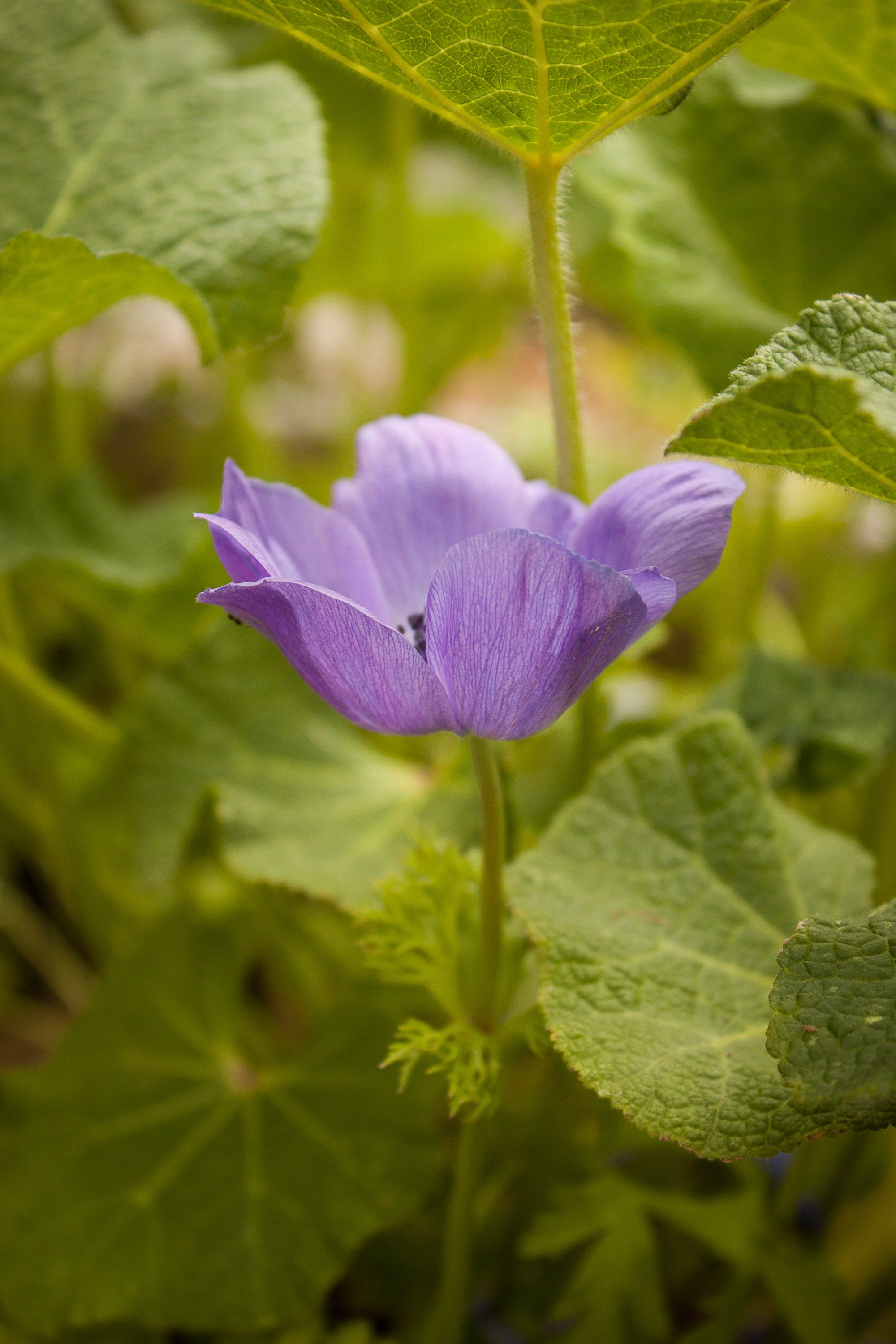 Close up of a Texas Bluebell · Free Stock Photo