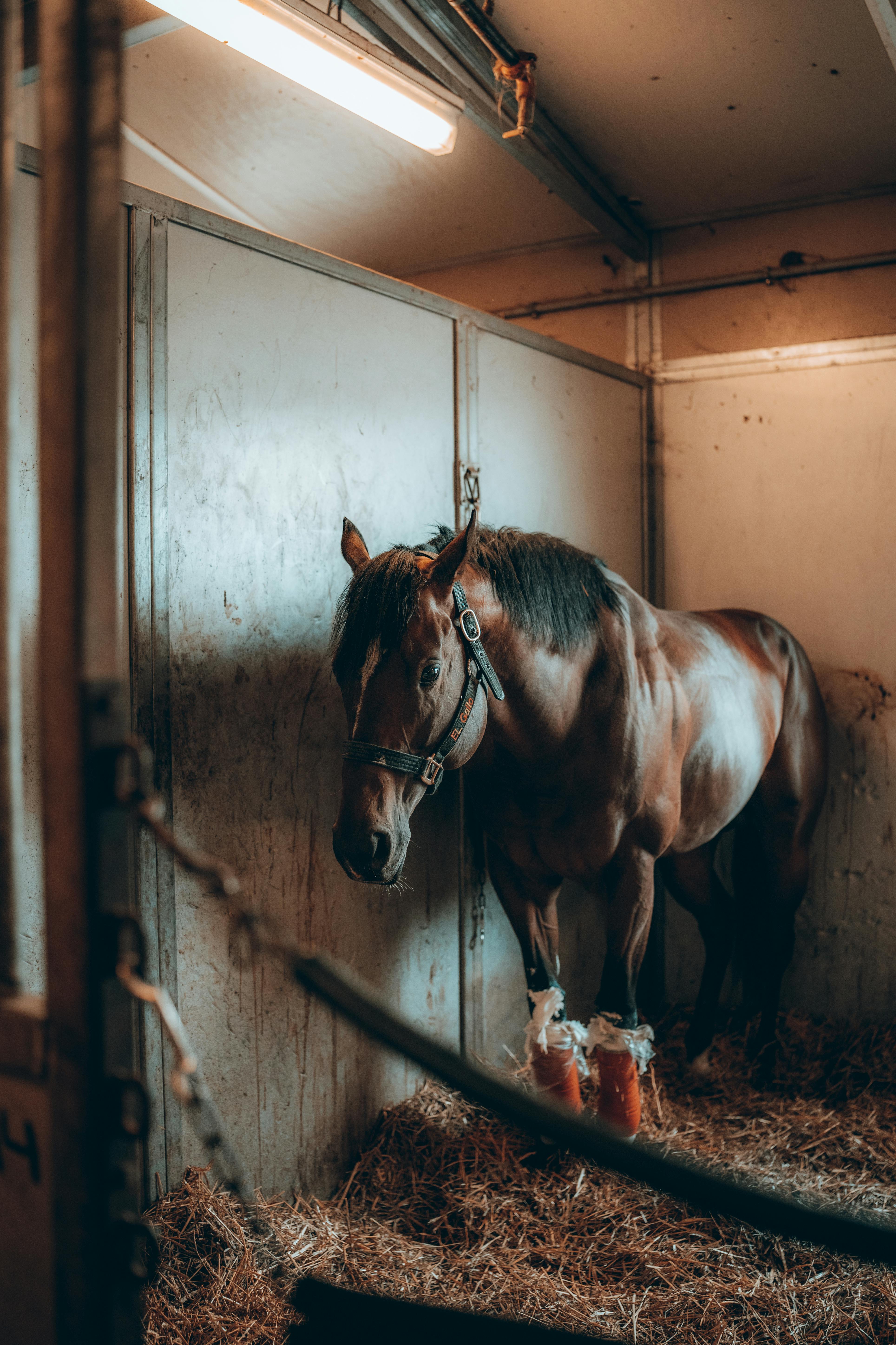 Horse Standing in Stable · Free Stock Photo
