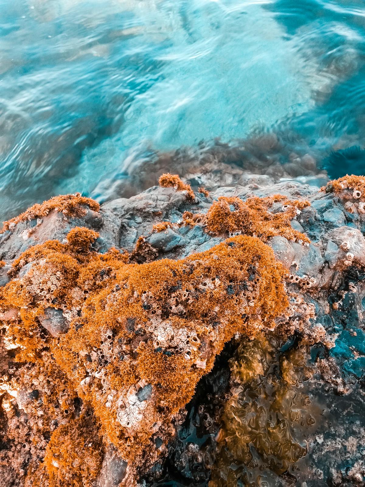 Algae Photos, Download The BEST Free Algae Stock Photos & HD Images