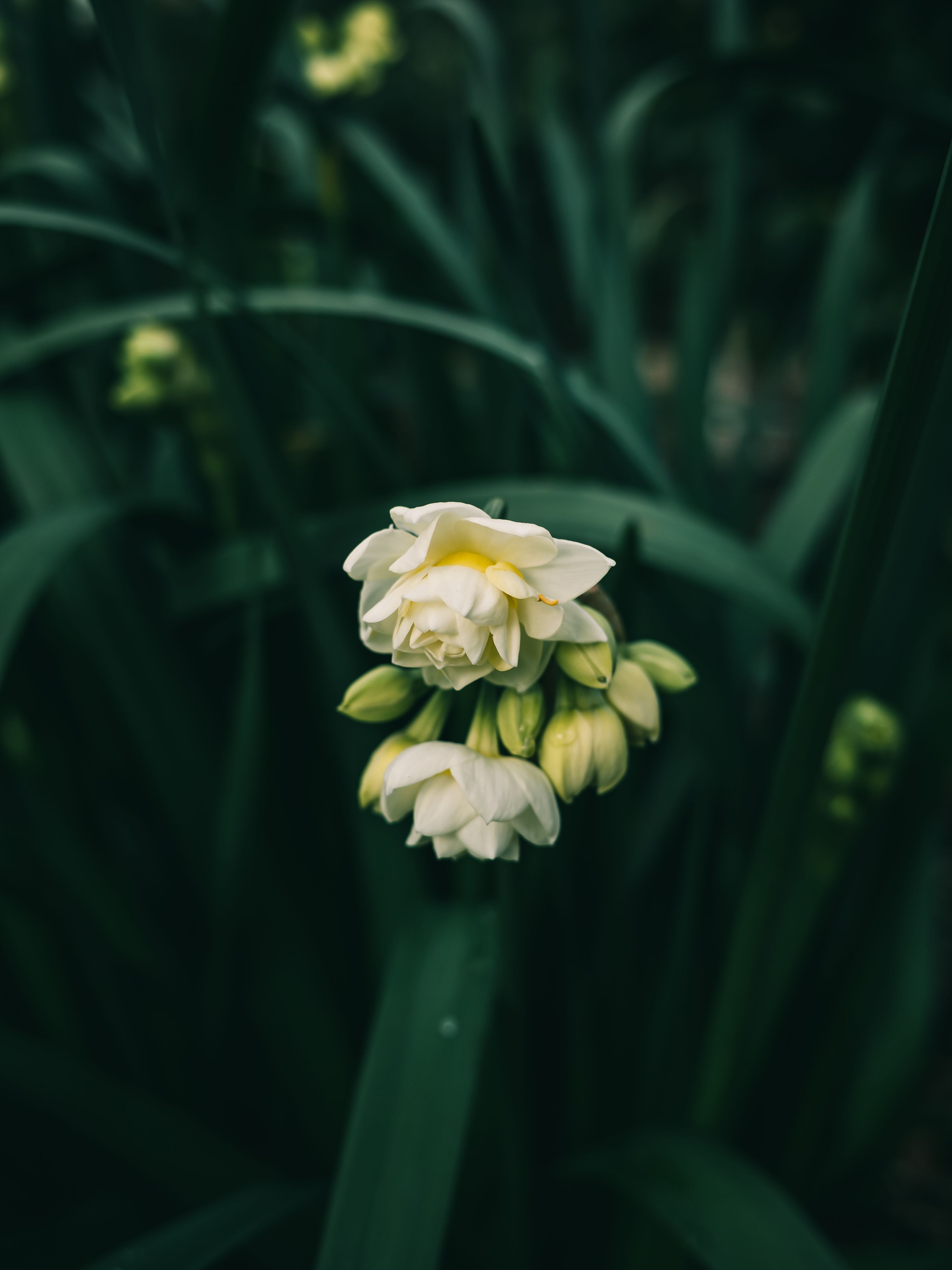 Close-Up Shot of Blooming Tuberose Flowers · Free Stock Photo
