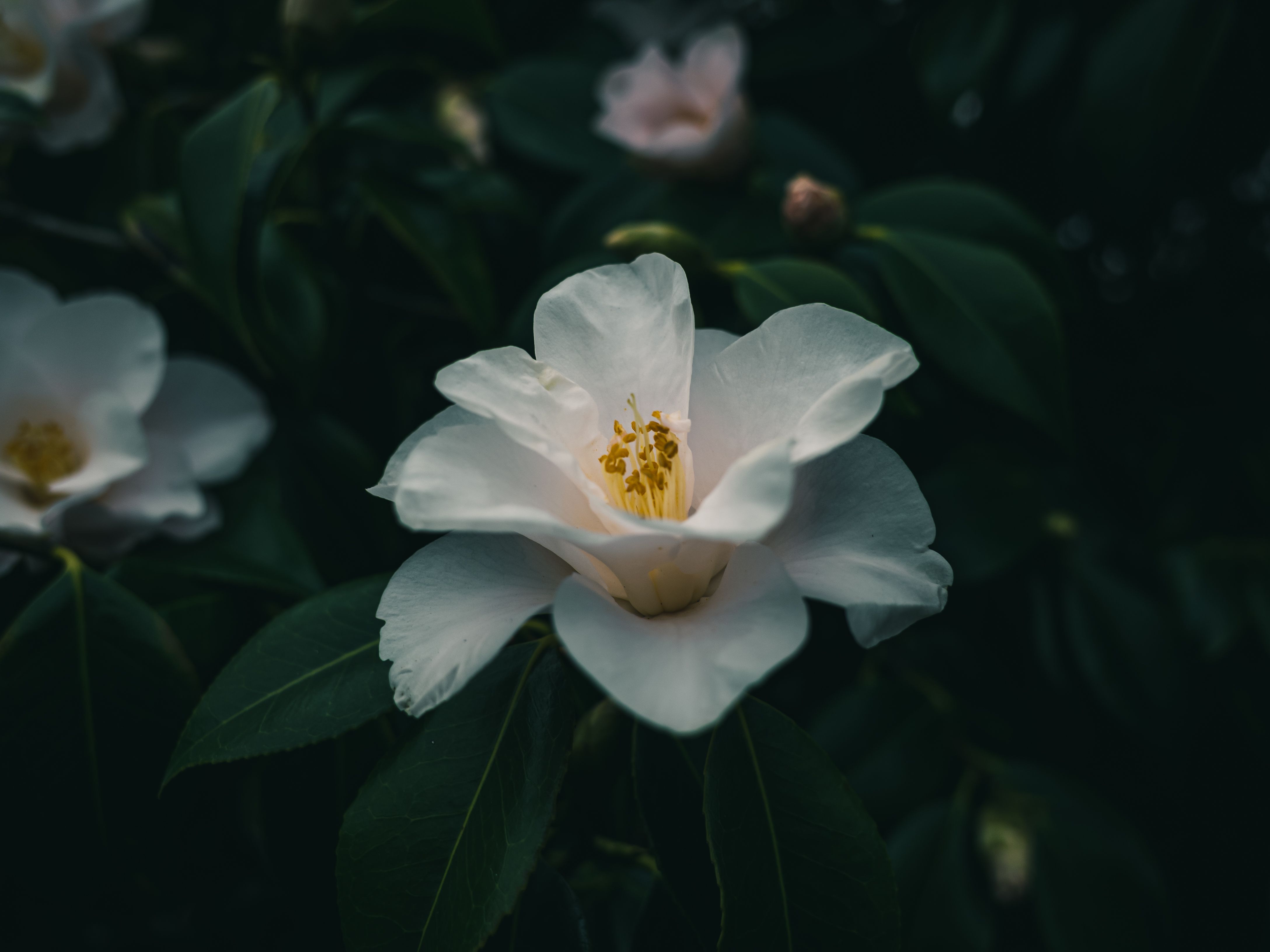 Close-up of Pink Japanese Camellias · Free Stock Photo