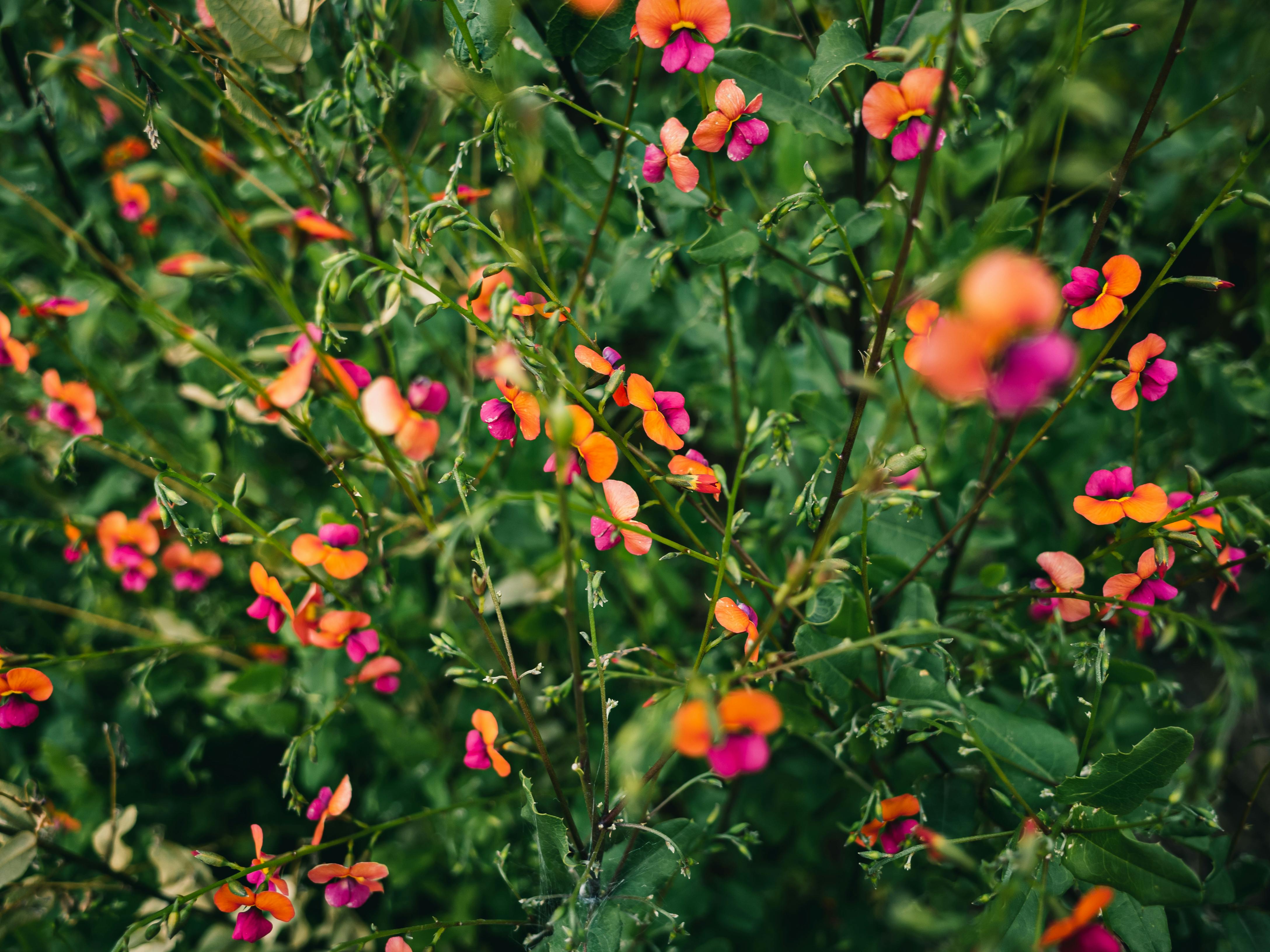 Green Plant Growing in Nature · Free Stock Photo