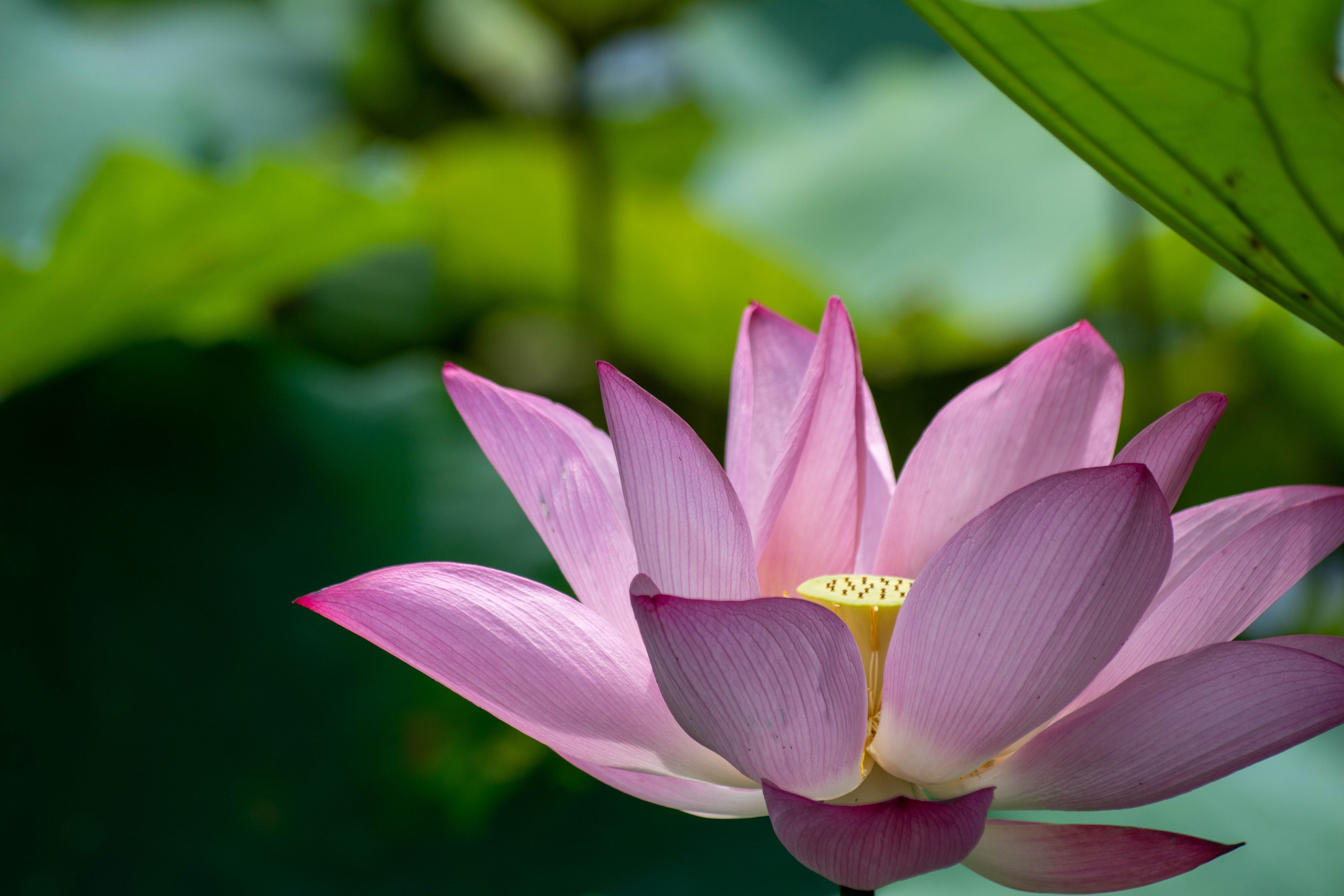 有关'印度莲花', nelumbo nucifera, 增長, 微妙, 植物群, 水生植物, 漂浮的, 特写, 睡蓮, 神圣的莲花, 綠葉 ...