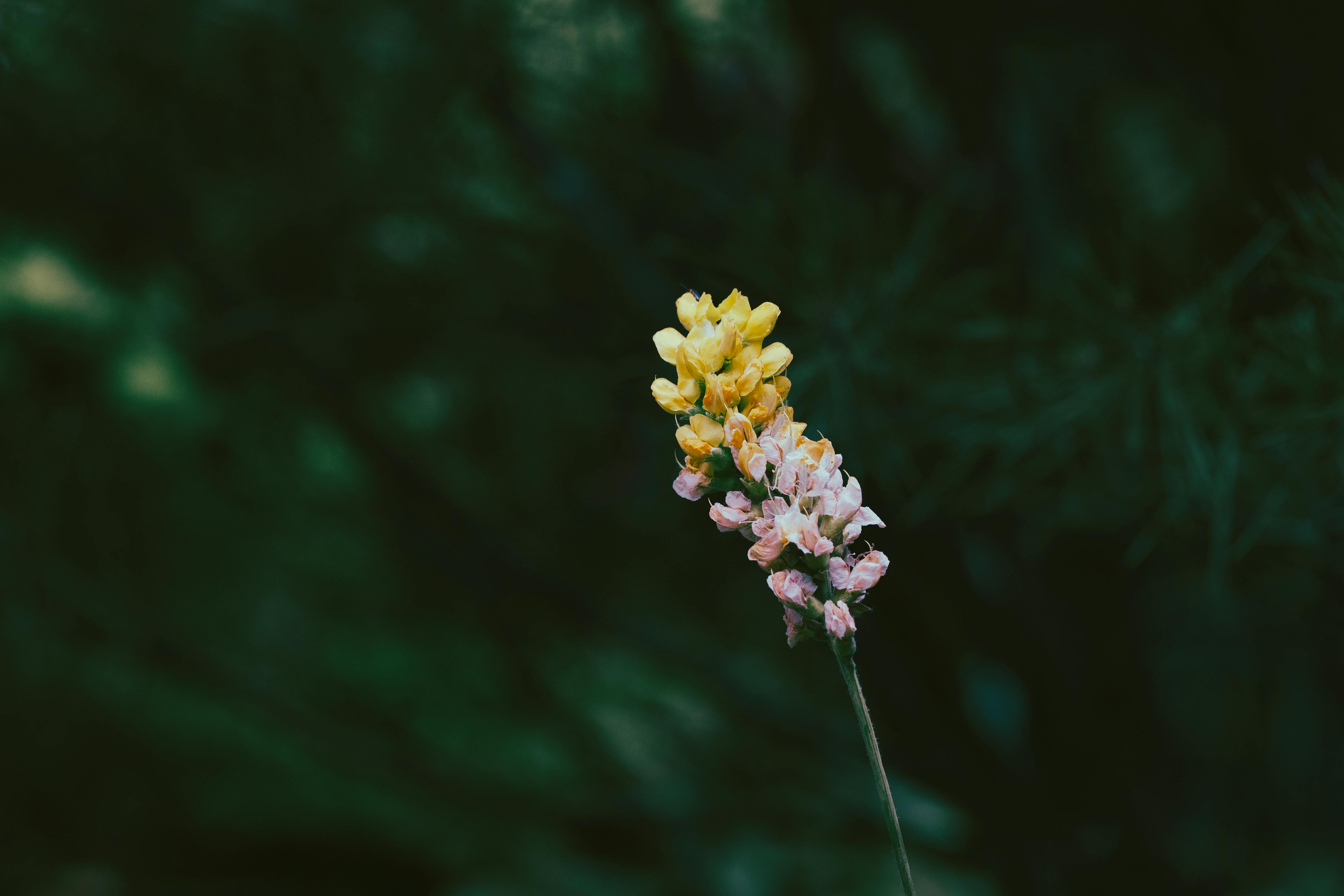 7,062+ Best Free Stem Stock Photos & Images · 100% Royalty-Free HD ...