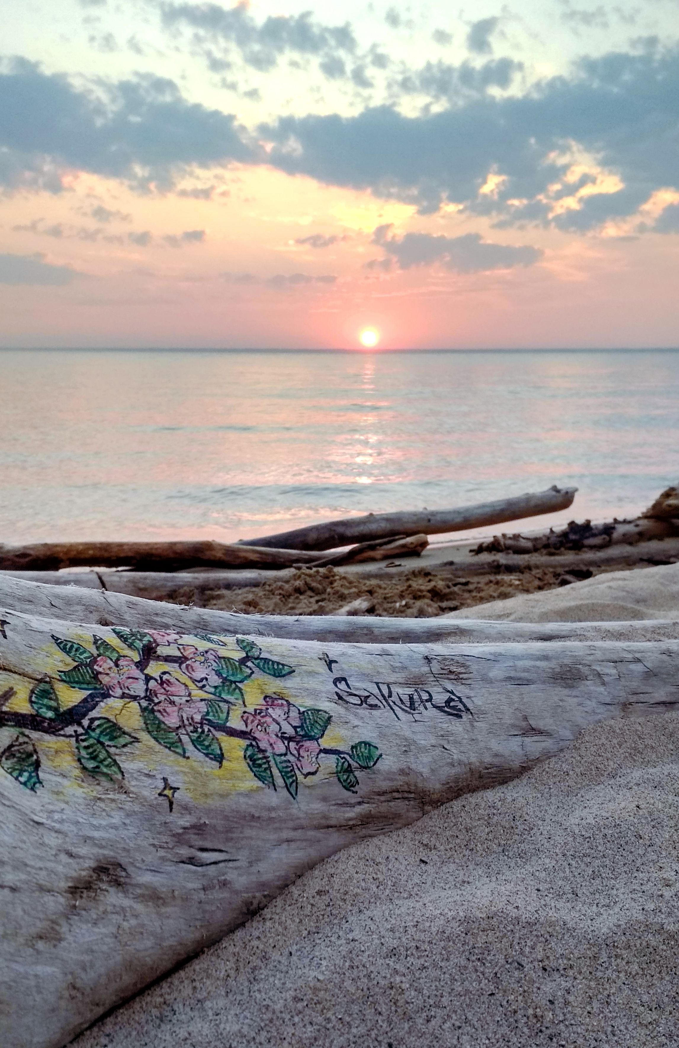 Beach Sunset With Flowers Photos, Download The BEST Free Beach Sunset ...