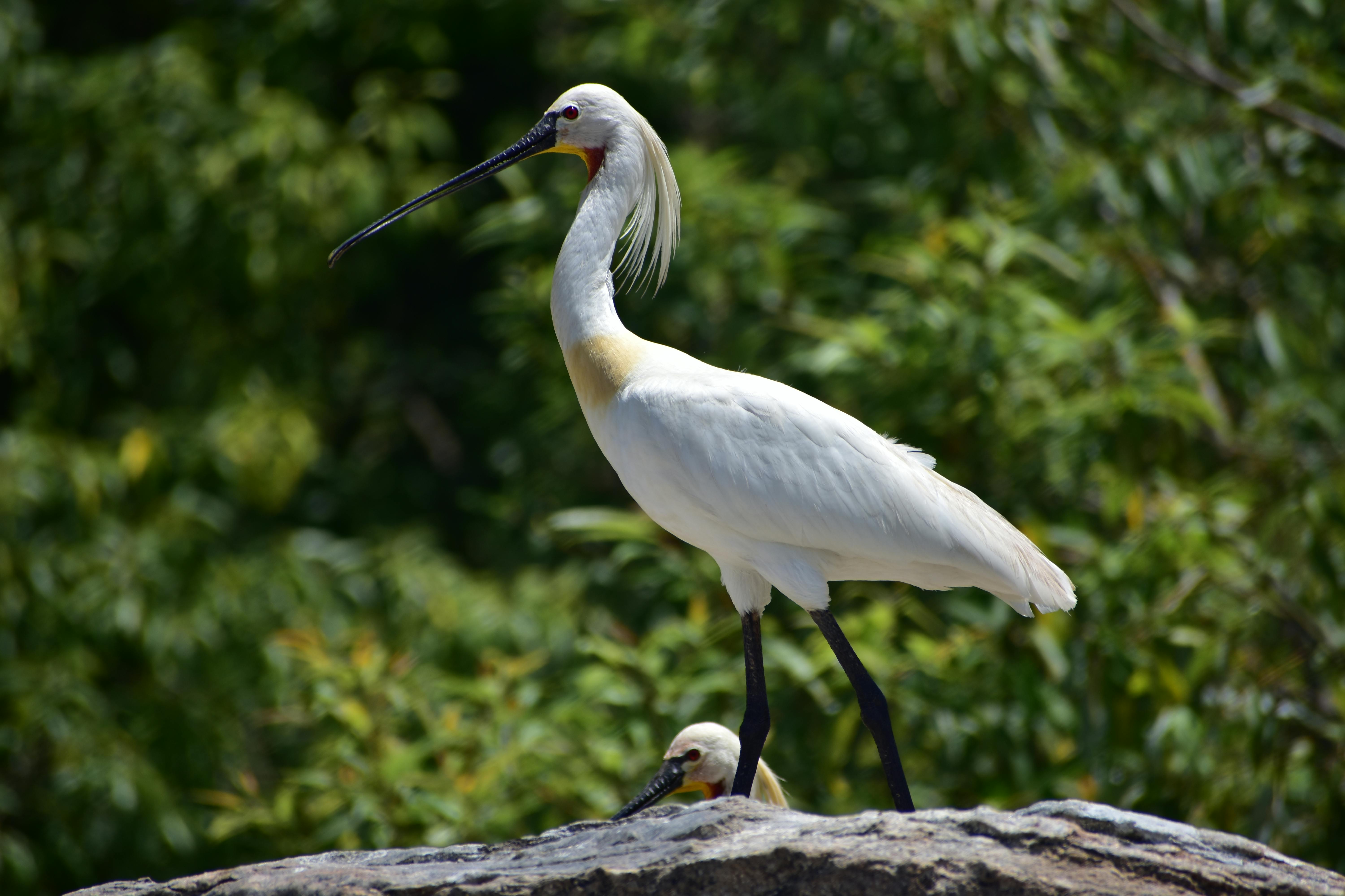 Photo of a White Bird with Long Beak · Free Stock Photo