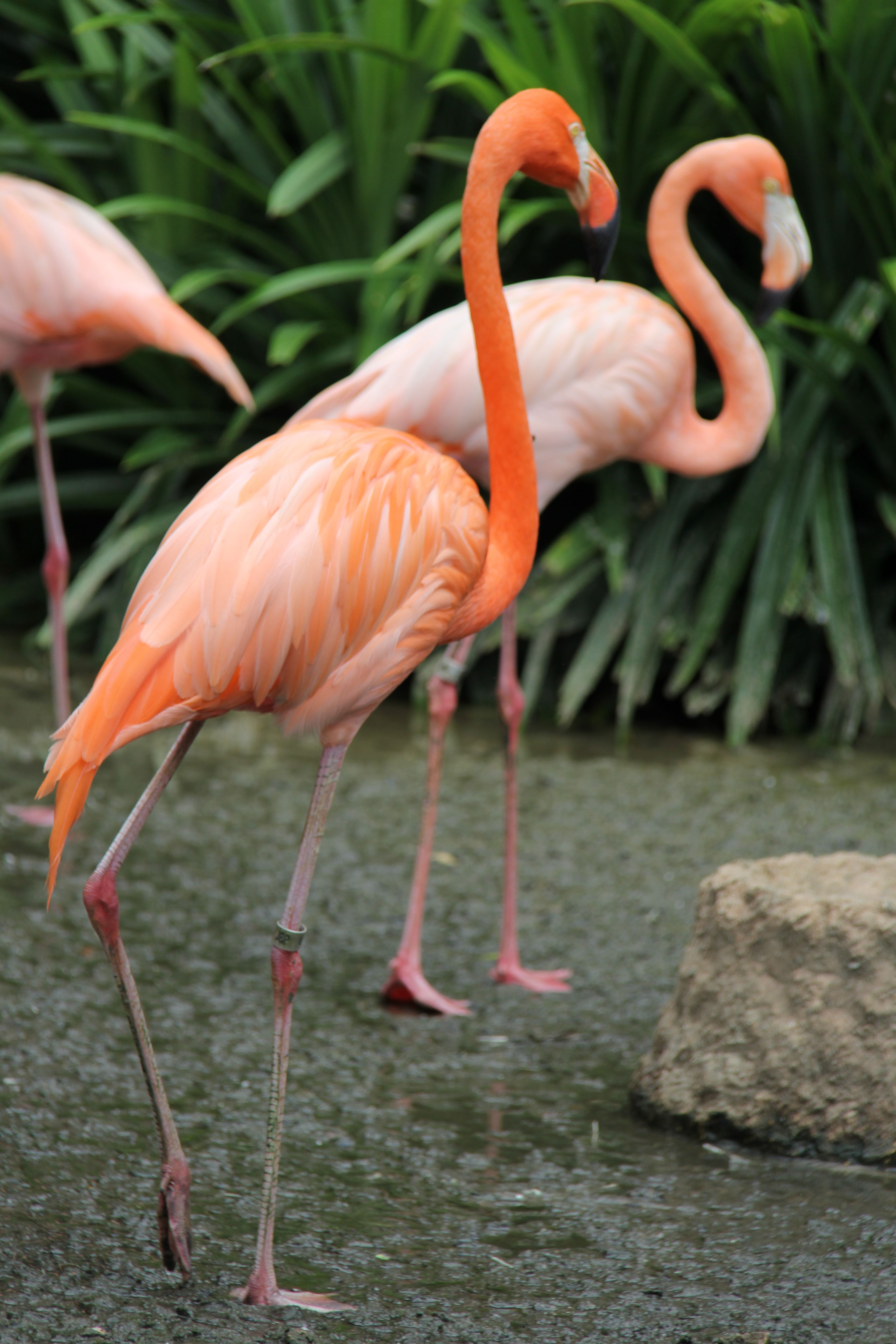Pink Flamingos in Close Up Shot · Free Stock Photo
