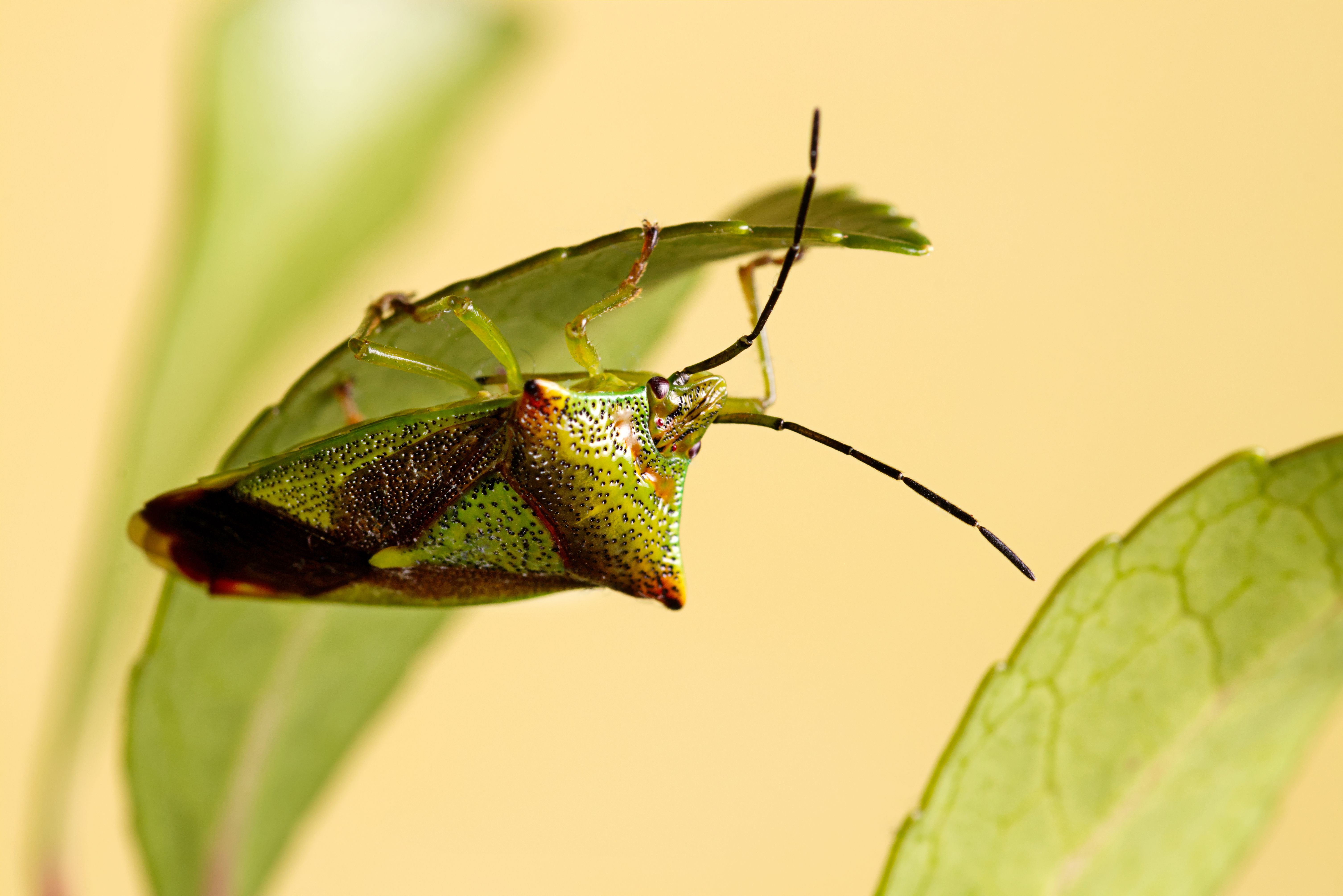 Hawthorn Shield Bug in Macro Shot · Free Stock Photo