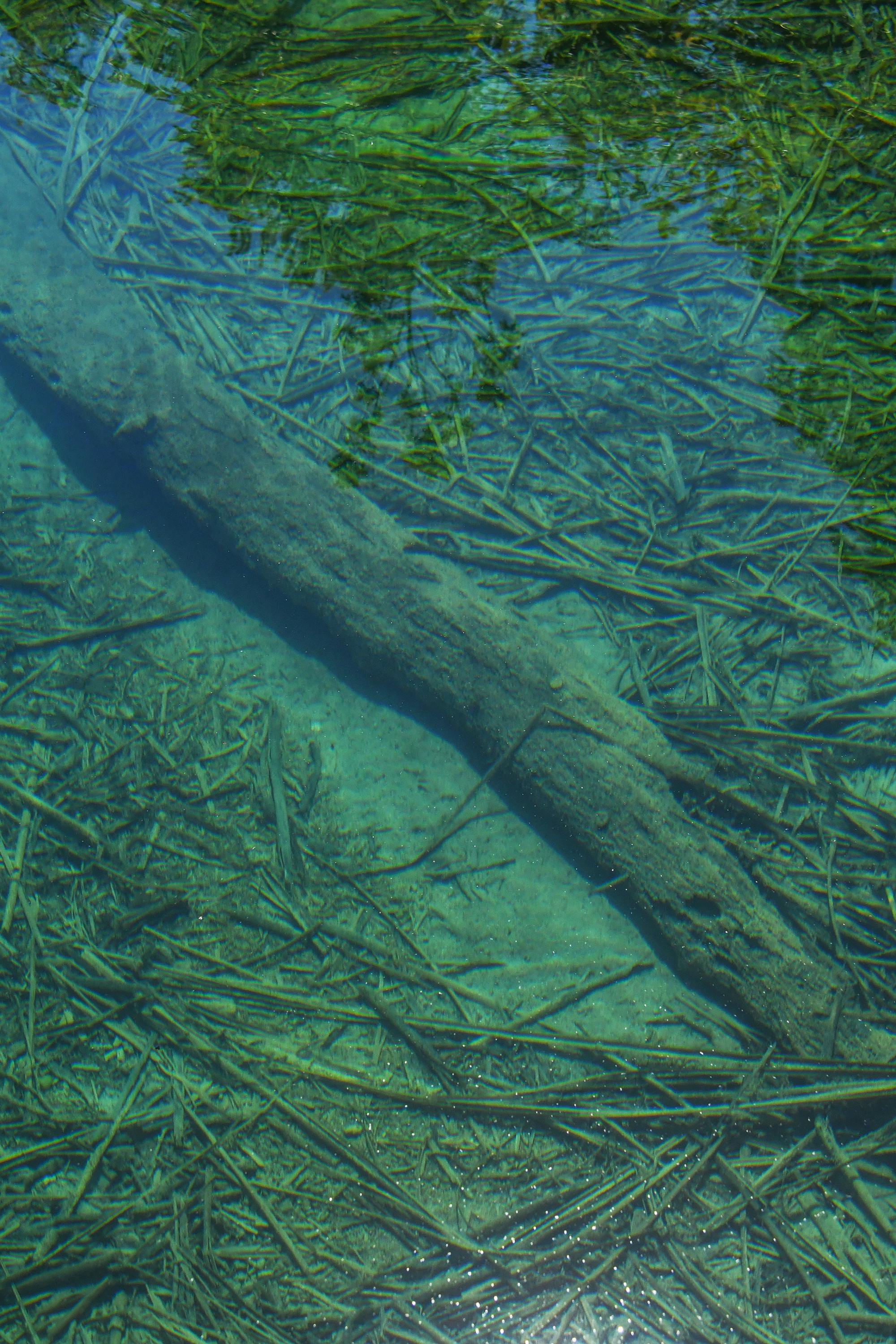 Tree Log and Twigs Underwater · Free Stock Photo