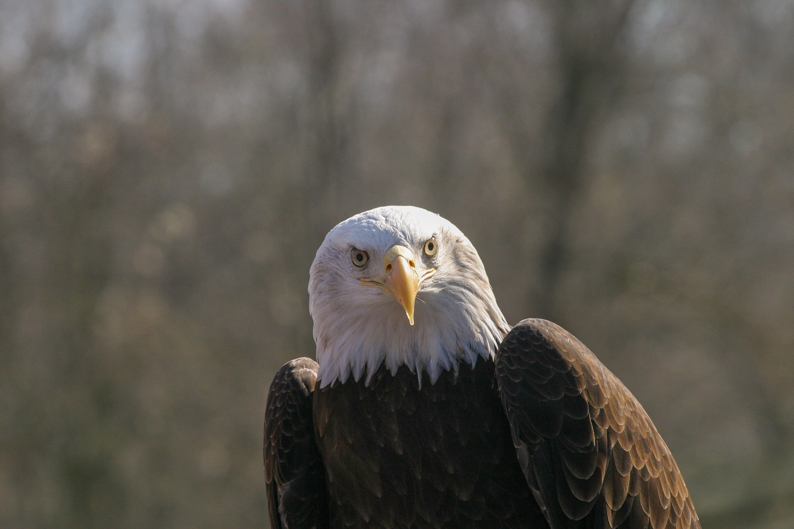 Bird in Close Up Photography · Free Stock Photo