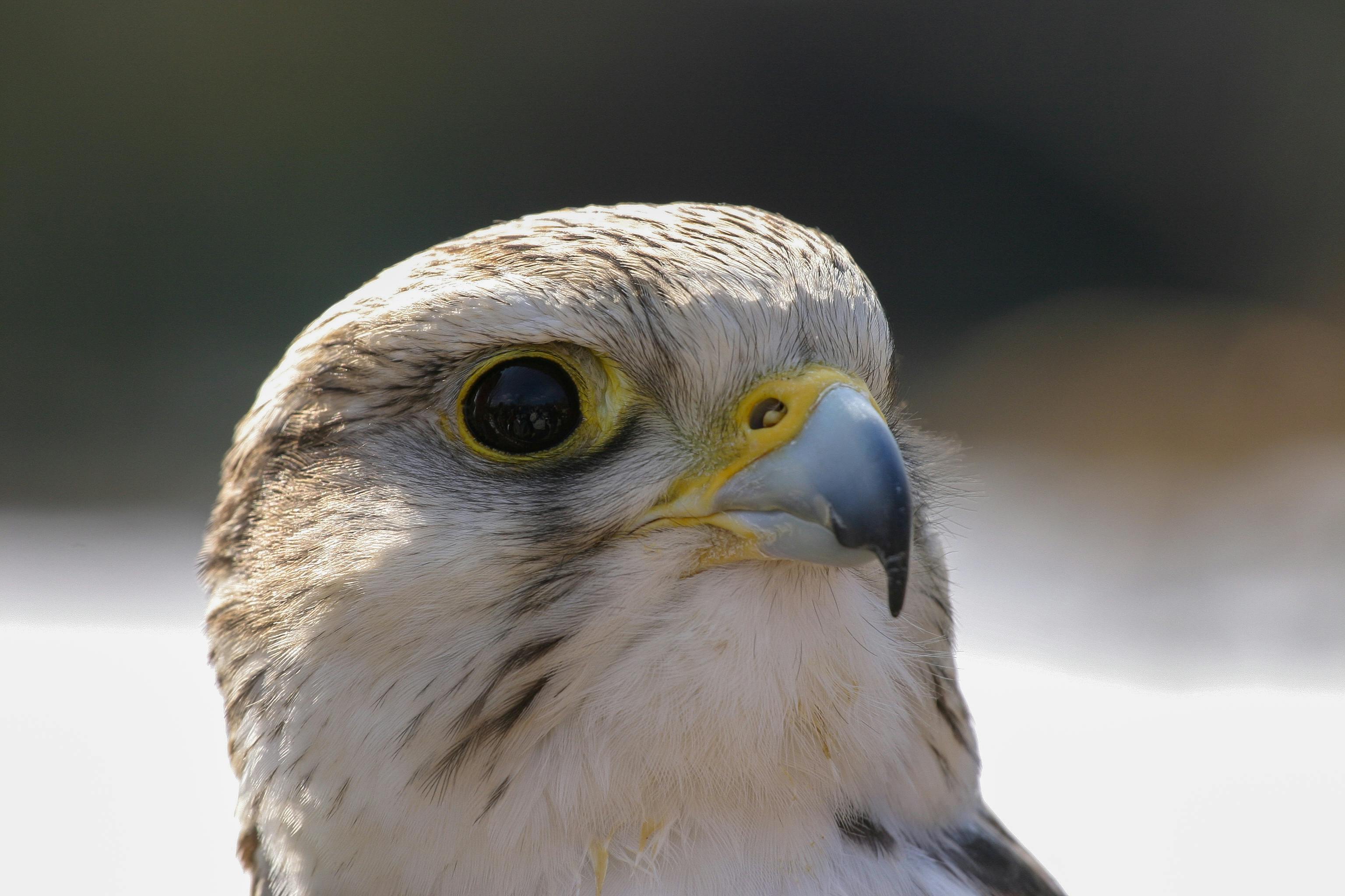 Close Up Photo of Falcon · Free Stock Photo