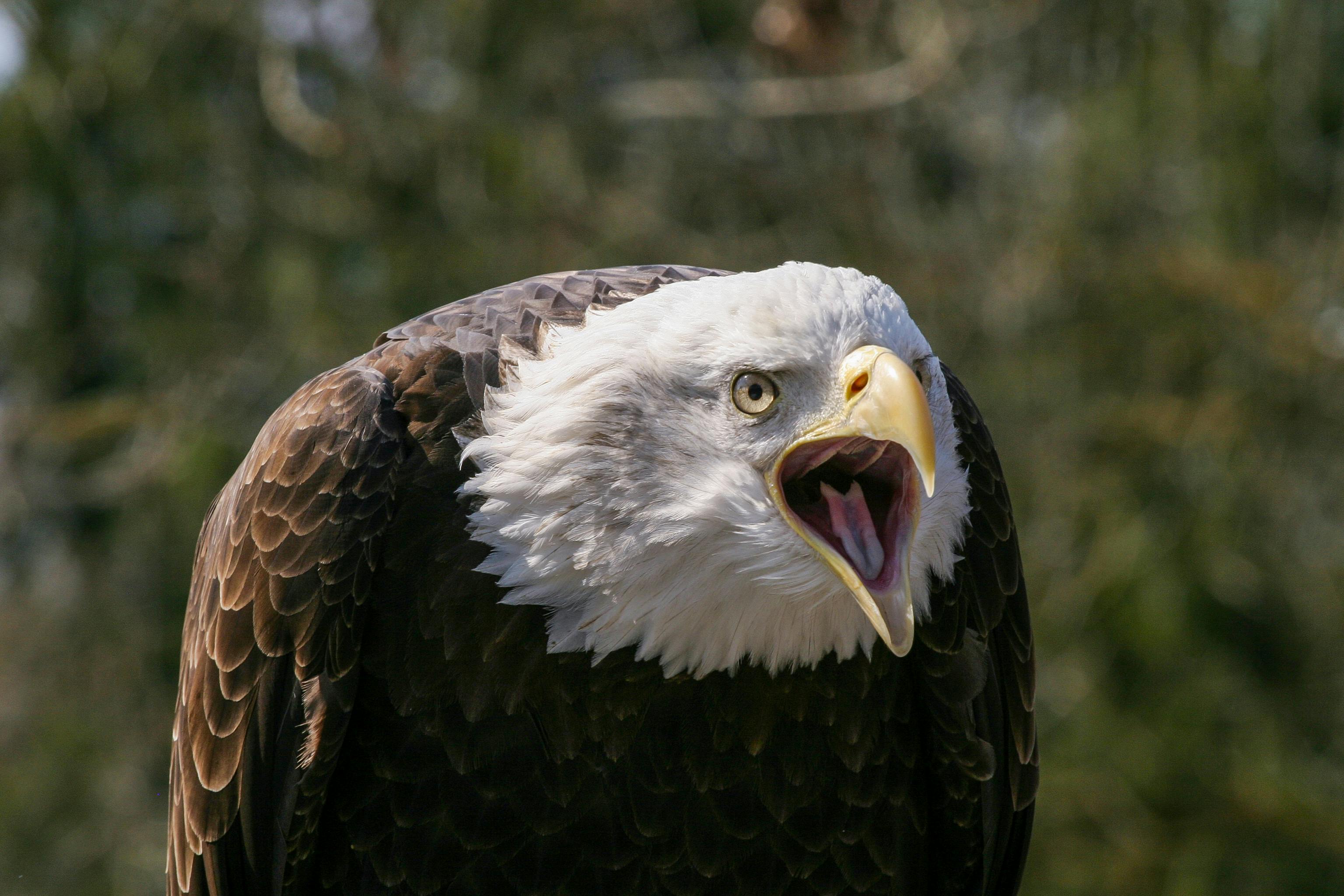 Close Up Photo of Eagle · Free Stock Photo