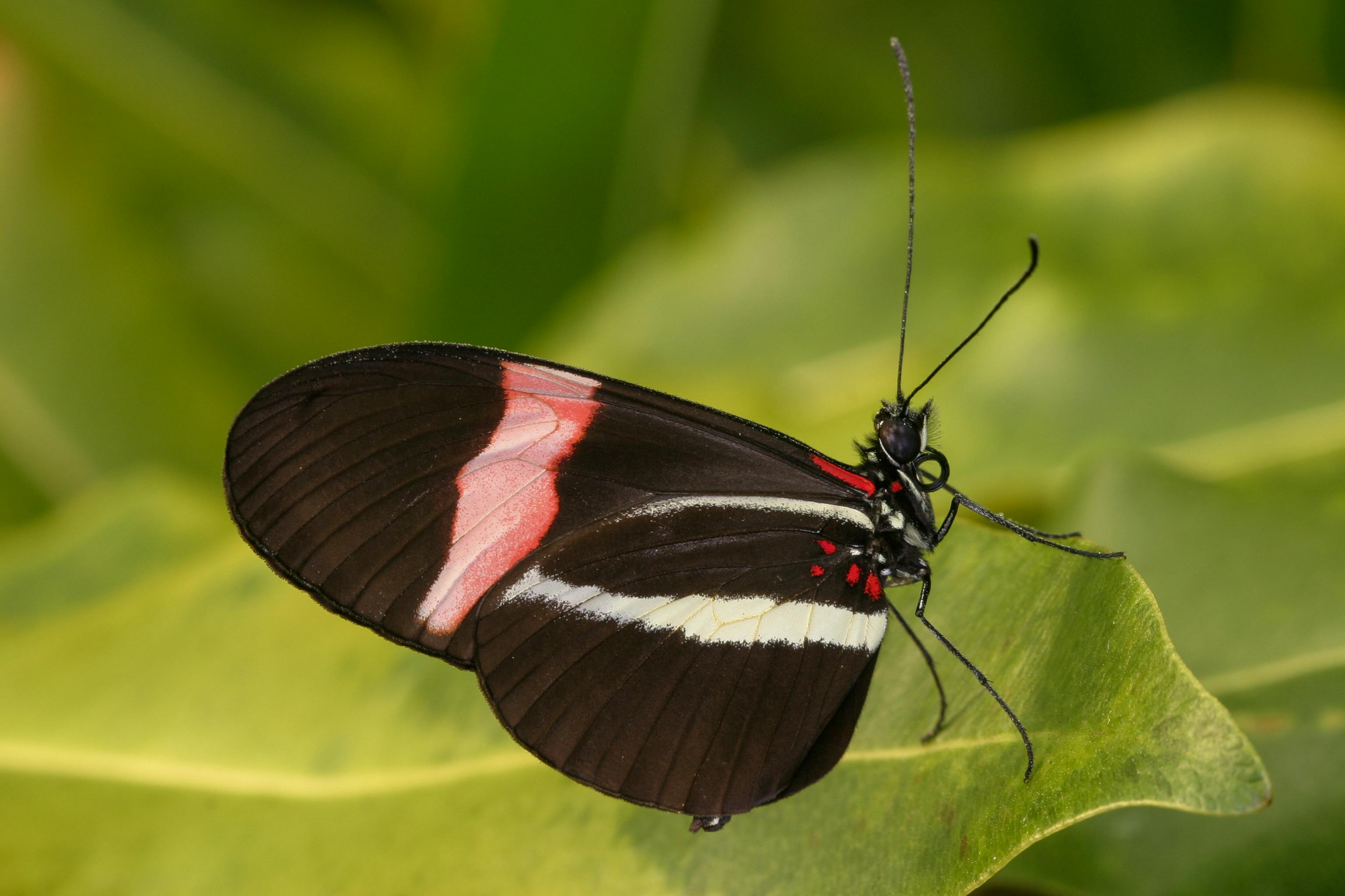 Butterfly Studies Photos, Download The BEST Free Butterfly Studies ...